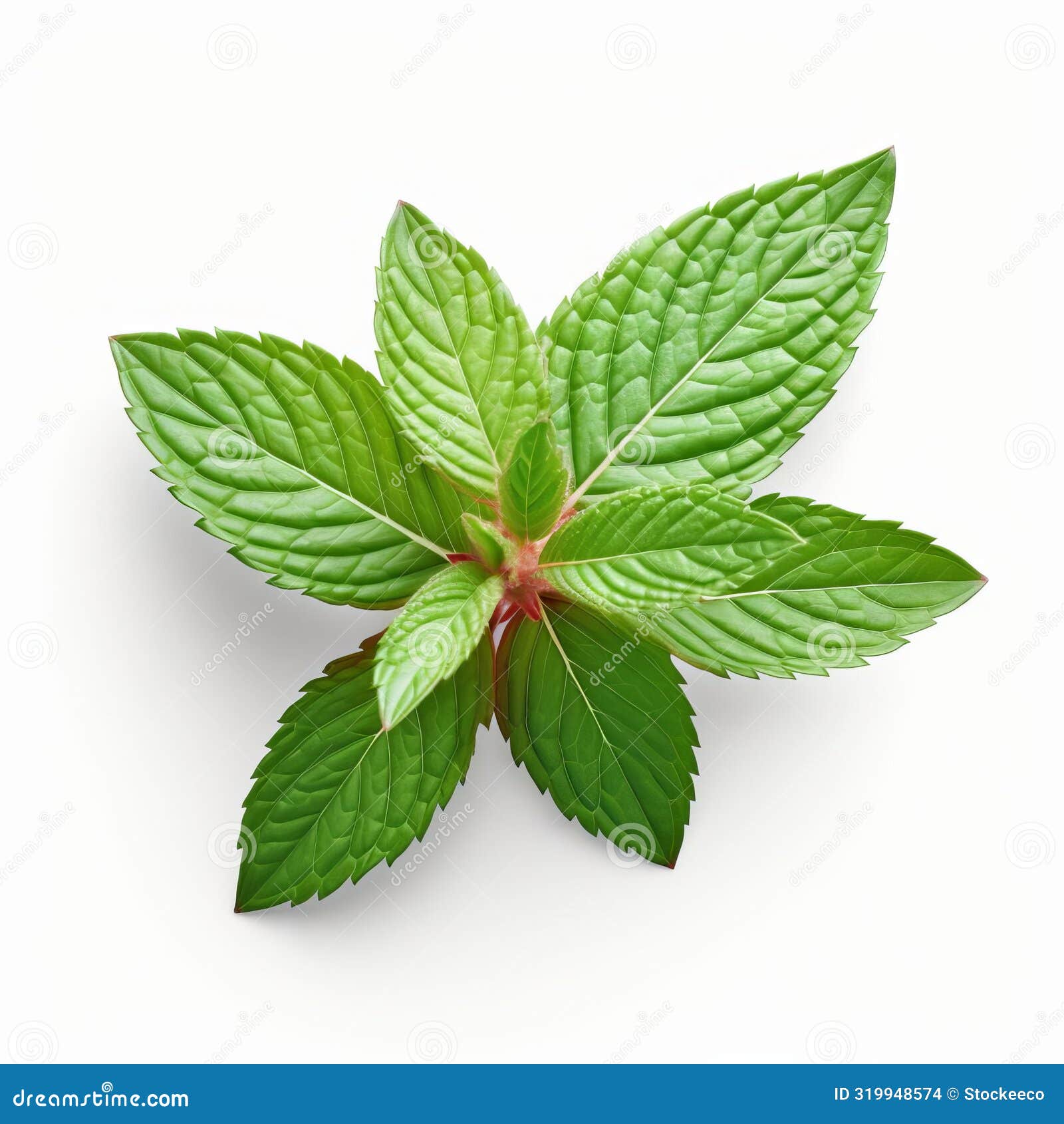 Exploring Peppermint: Single, Full, and Section Views on White ...