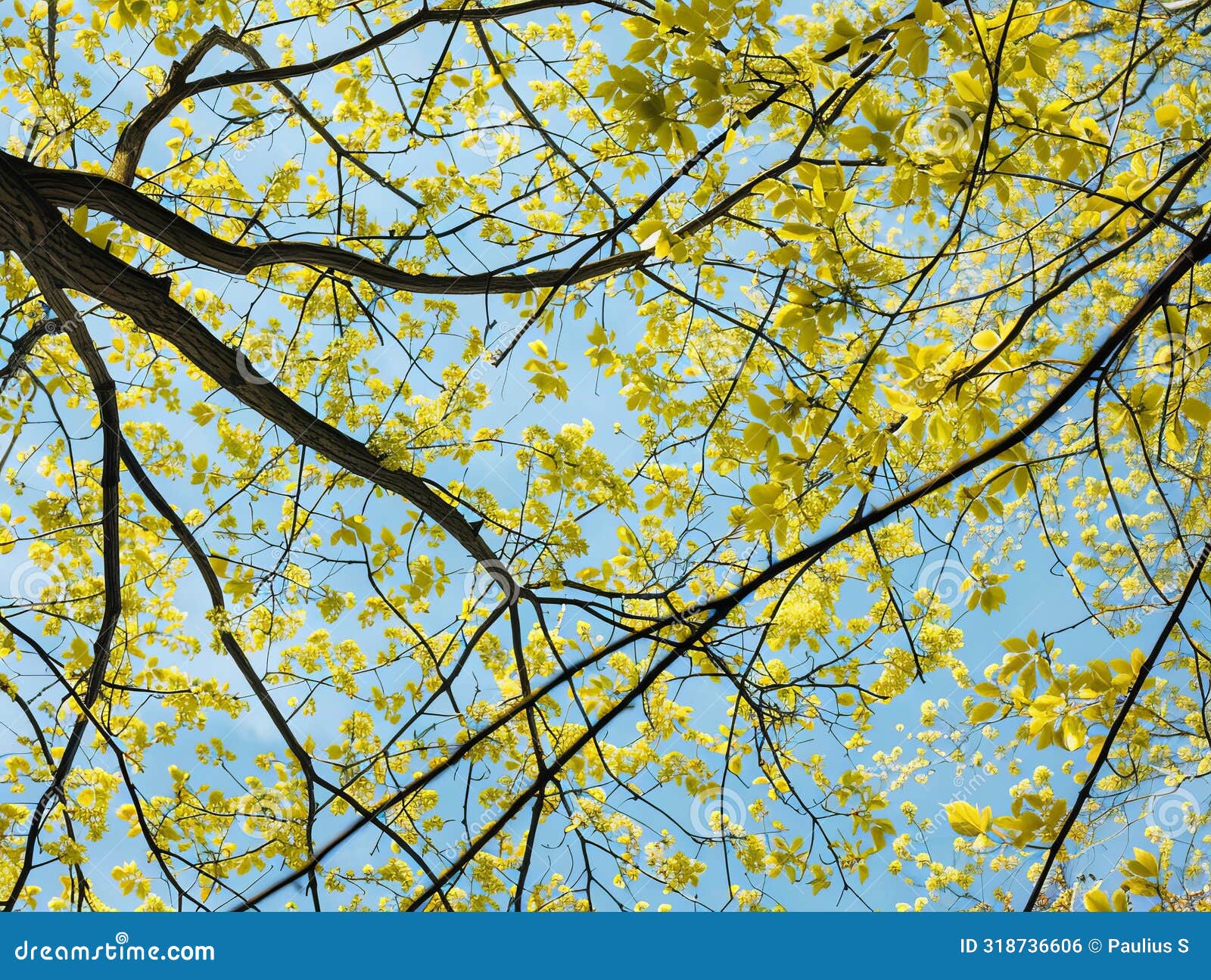 Exploring the Seasonal Transition: a Closer Look at Tree Branches in ...