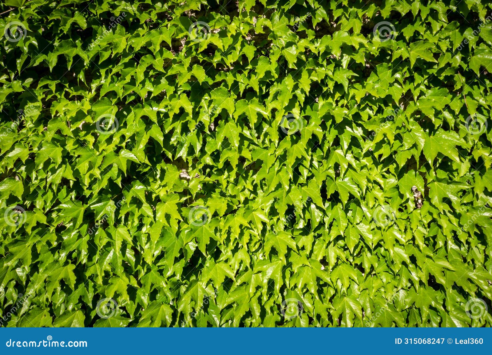 Exploring the Texture of the Wall Intertwined with Vines Stock Image ...