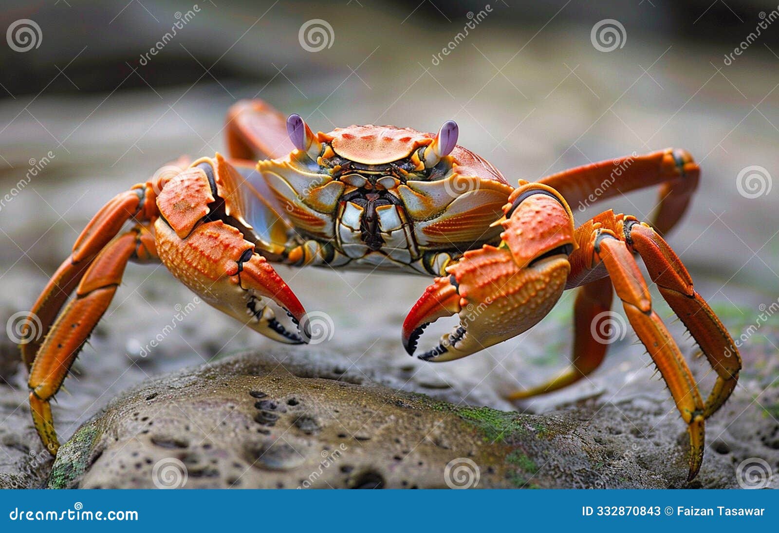 Exploring the Vibrant World of the Red Claw Crab -Generative Ai Stock ...