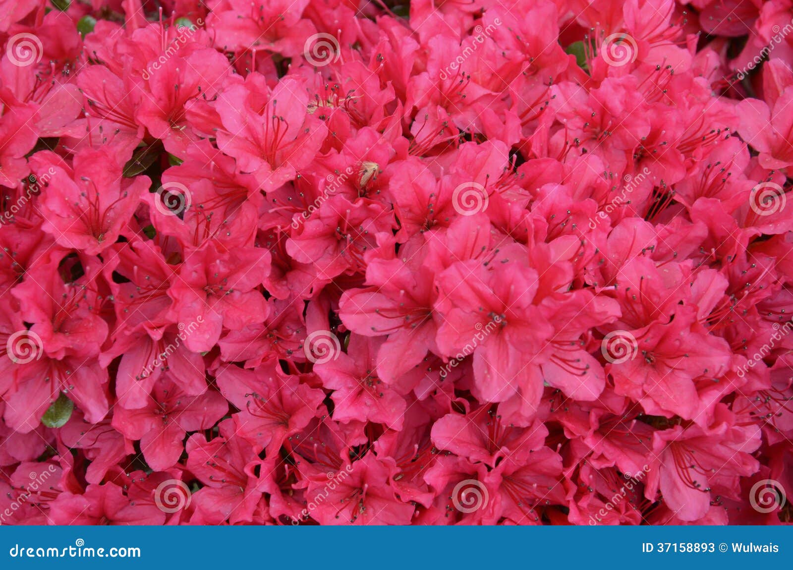 Explosion of flowers stock image. Image of number, colors - 37158893
