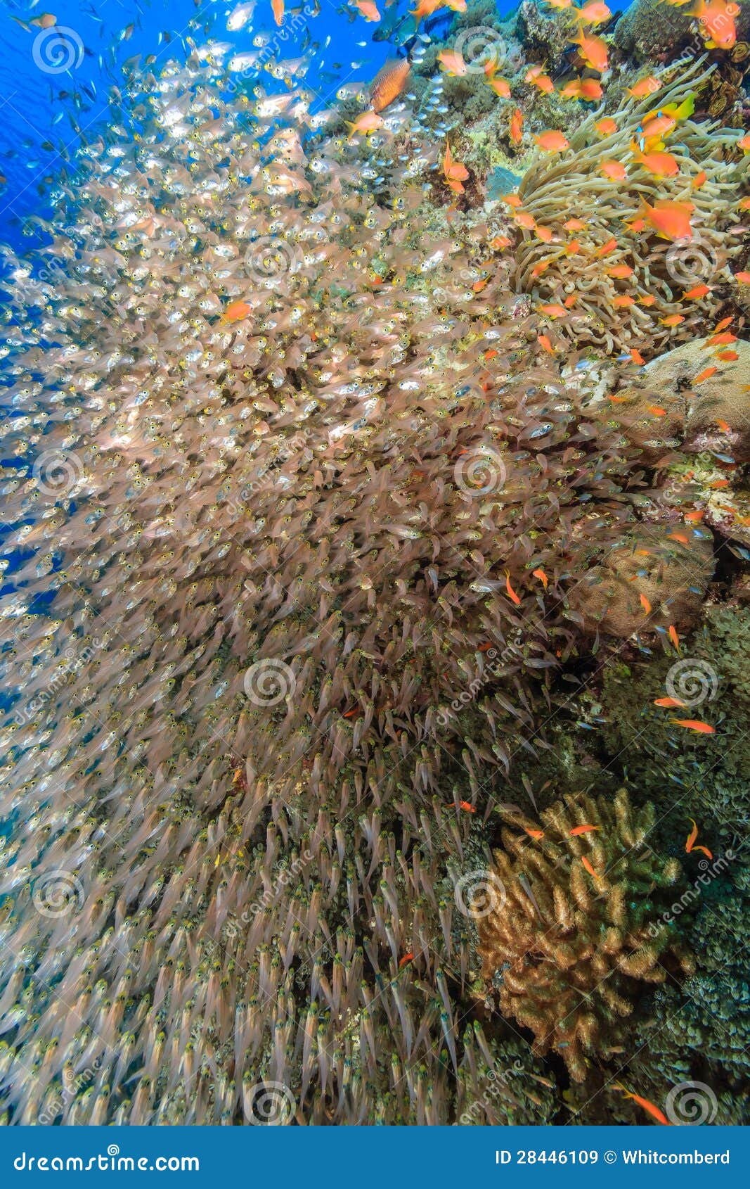 Explosion Glassfish Stock Photos - Free & Royalty-Free Stock Photos ...