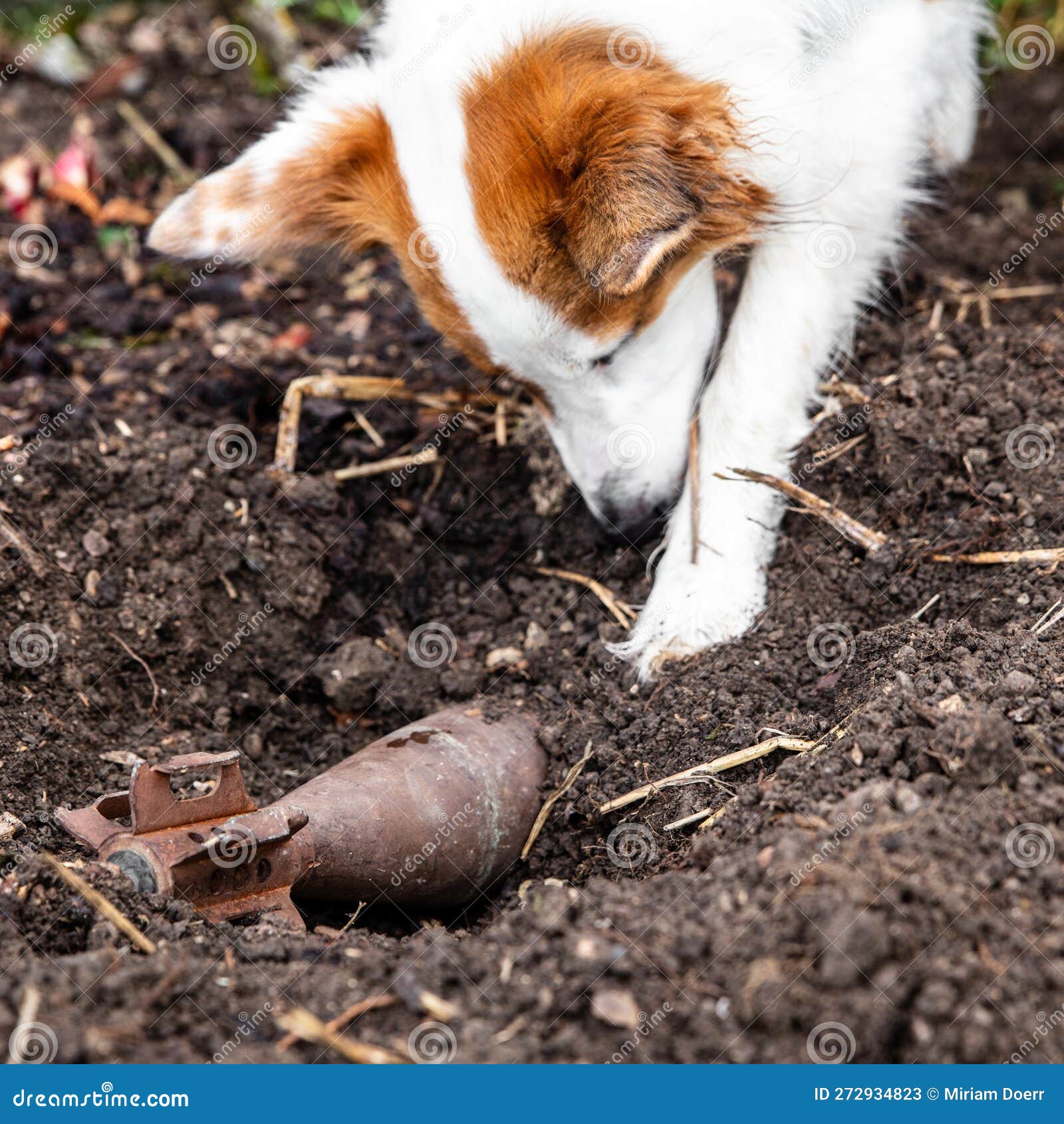 Explosive Detection Dog Finds a Mine or Grenade Stock Image - Image of ...