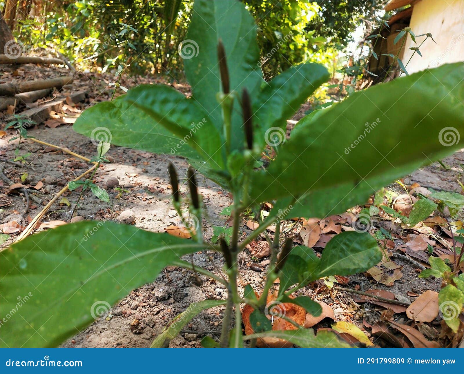 Explosive Seed Plant with Fallen Leaves Editorial Stock Image - Image ...