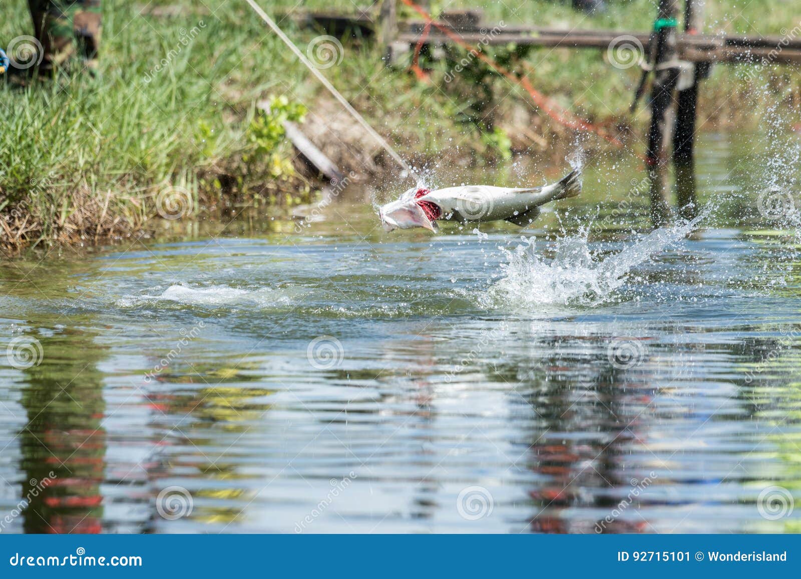 Explosive strikes stock image. Image of lure, gills, barramundi - 92715101