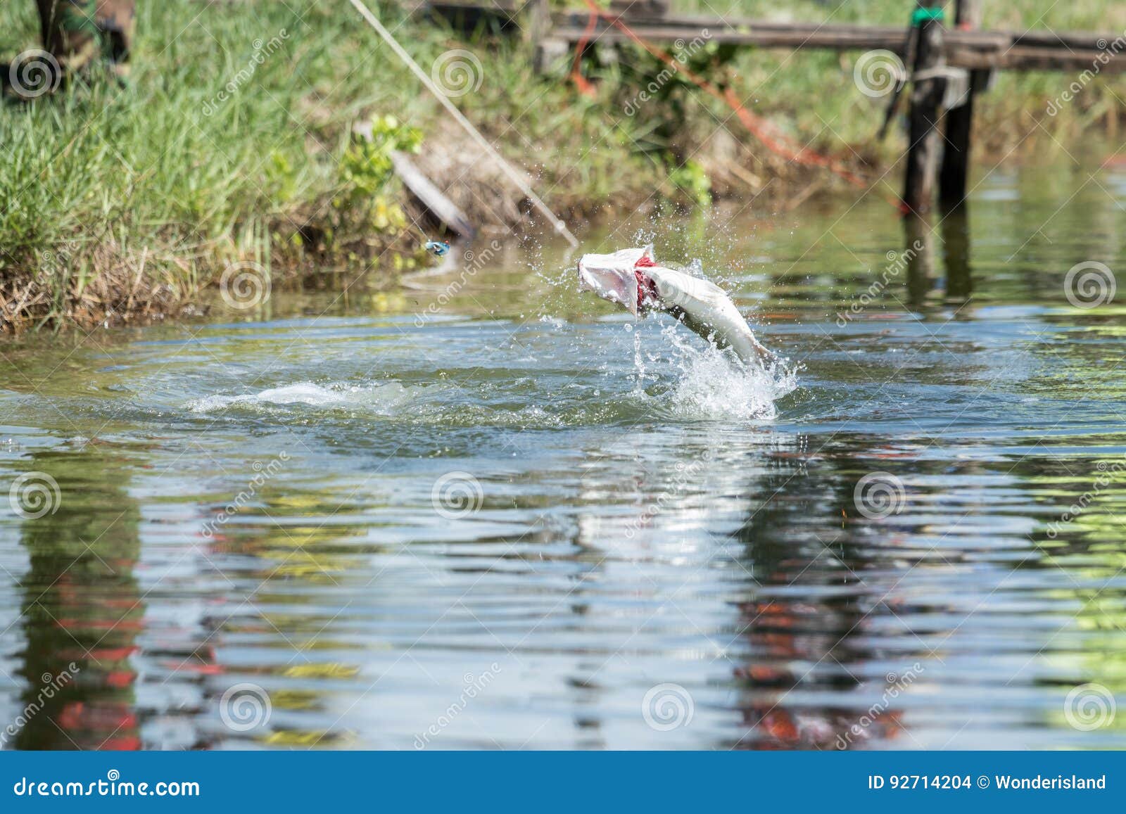 Explosive Strikes on Lures of the Barramundi Stock Photo - Image of ...