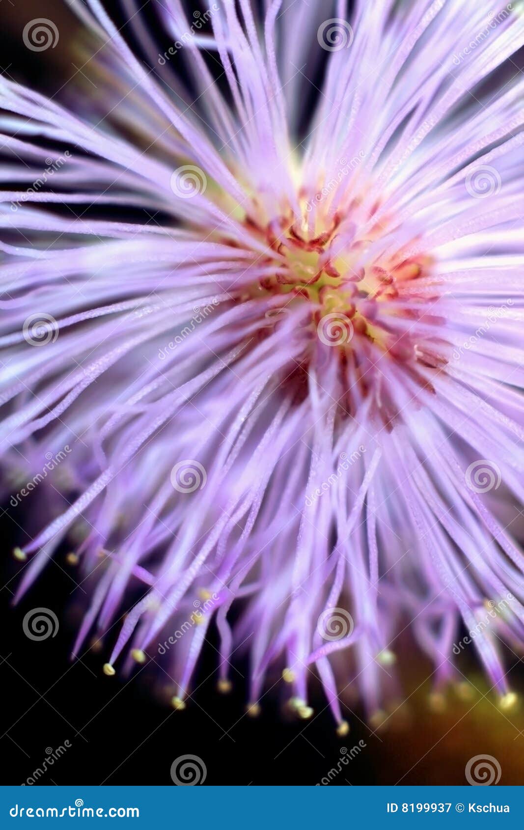 Explosive View of Mimosa Pudica Inflorescence Stock Image - Image of ...