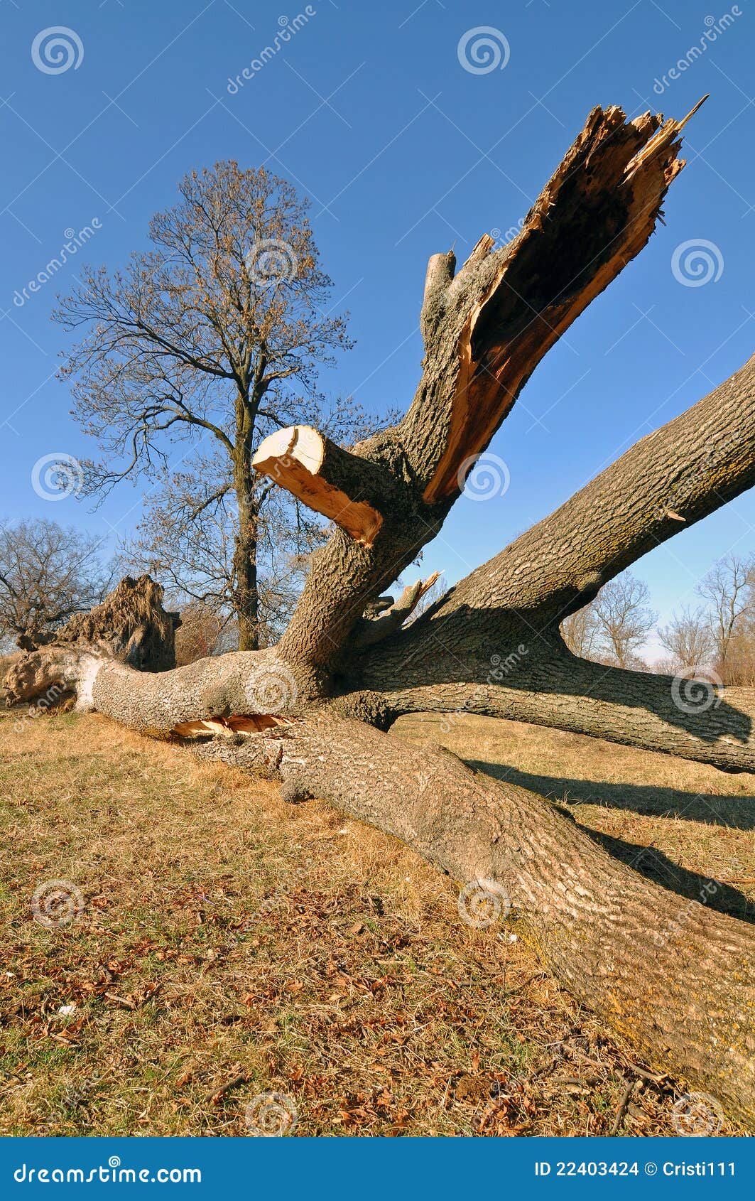 Explotación De Madera De La Ramificación Foto de archivo - Imagen de ...