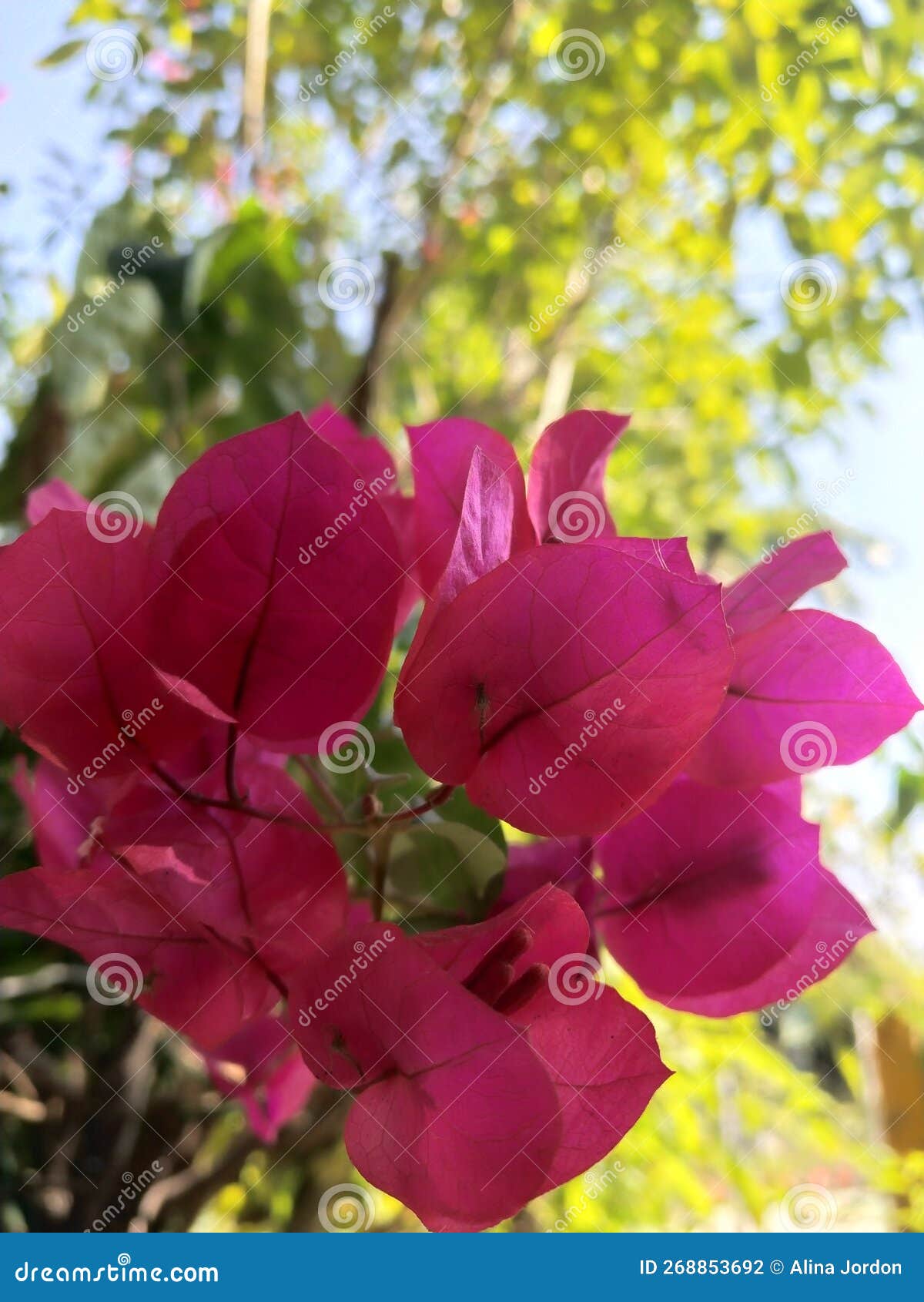 Exponencial De Belleza De Planta De Hoja Rosa Foto de archivo - Imagen ...