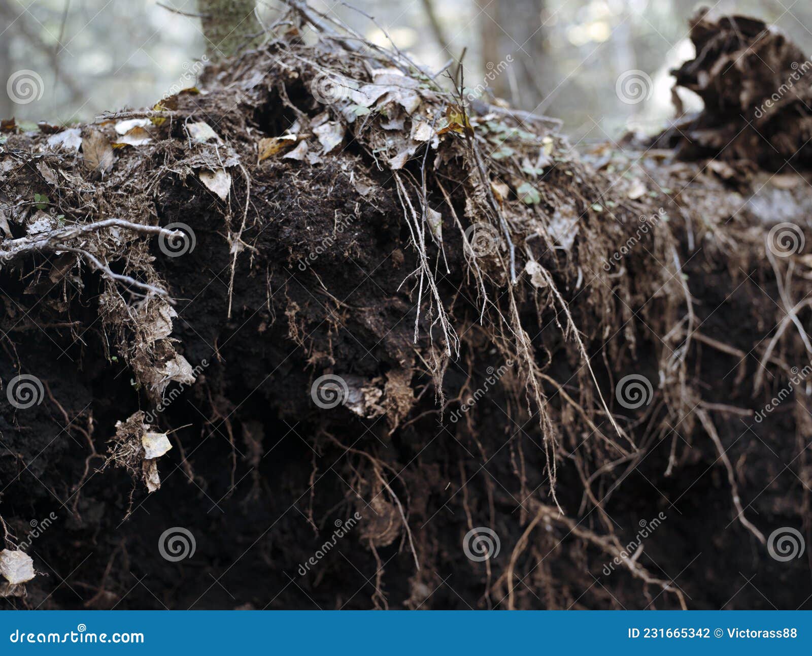 Tree bare roots stock photo. Image of nature, grow, plant - 231665342
