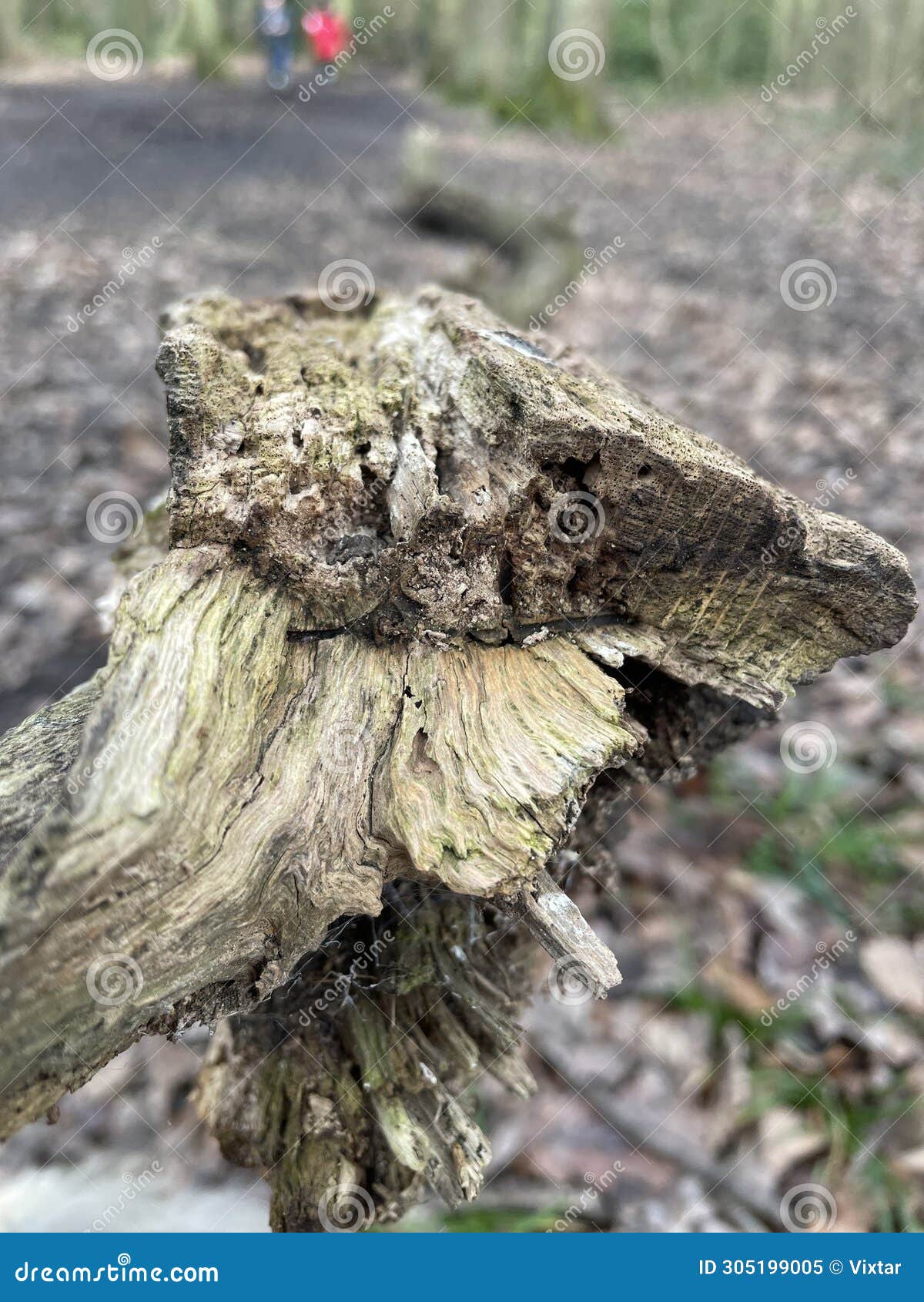 Exposed Core of a Broken Tree Stock Image - Image of stump, nature ...