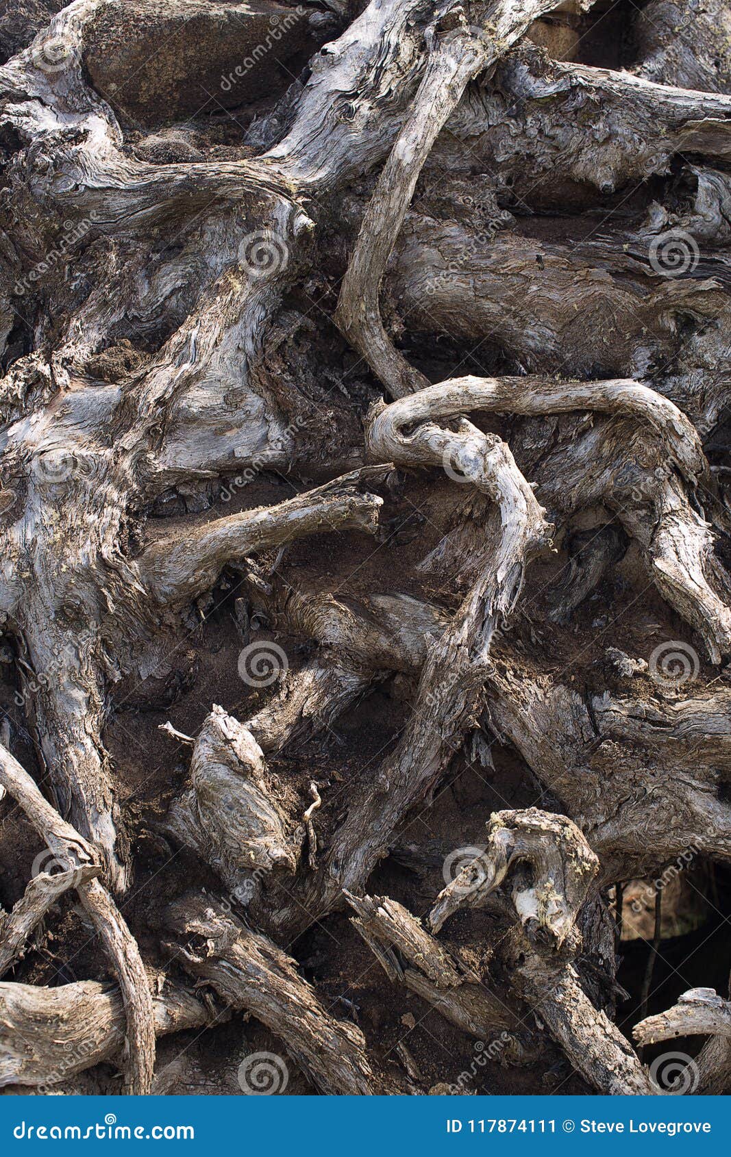 Exposed fallen tree roots stock image. Image of australia - 117874111