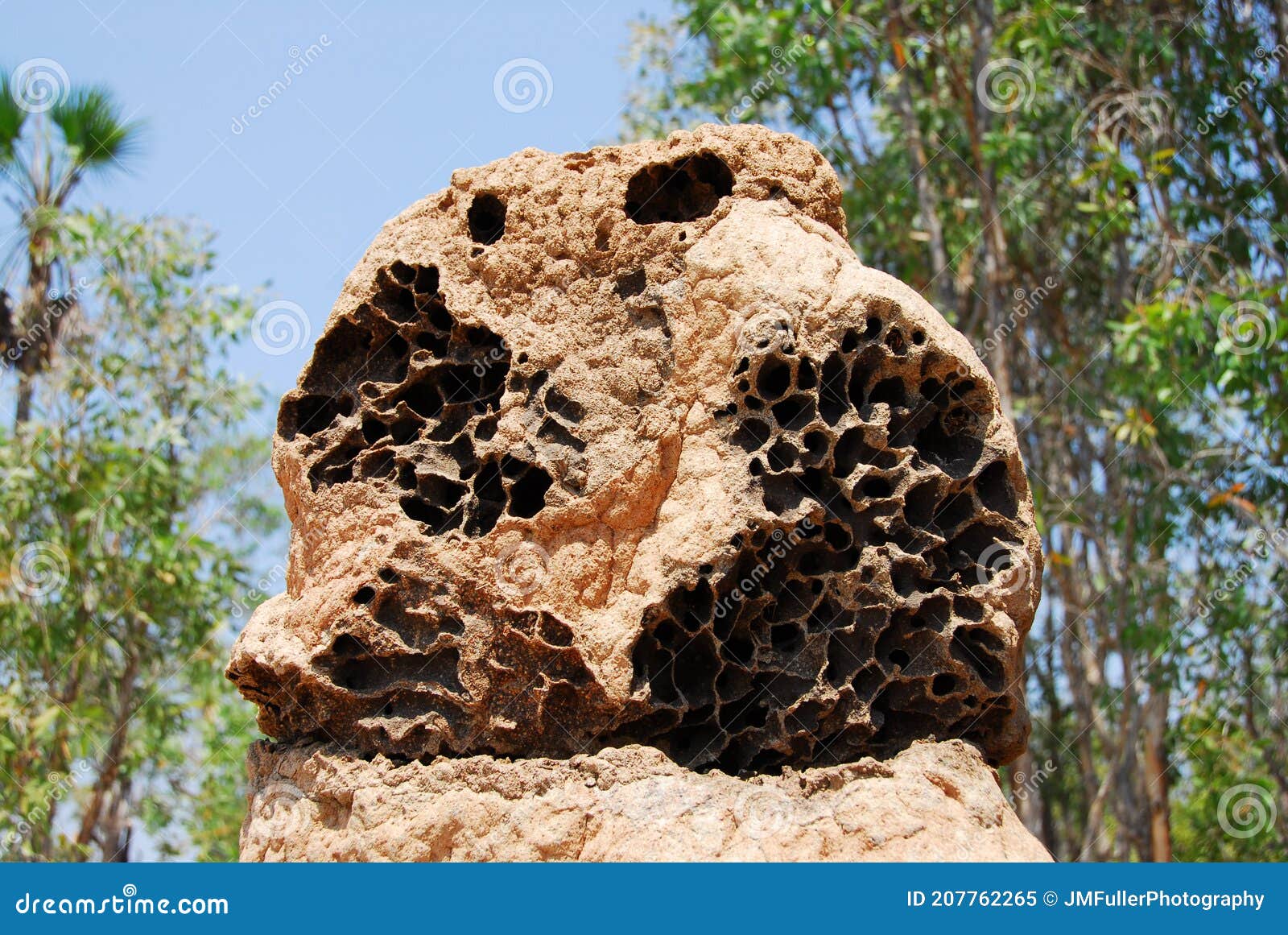 The Exposed Honeycomb Pattern of a Termite Mound Stock Image - Image of ...