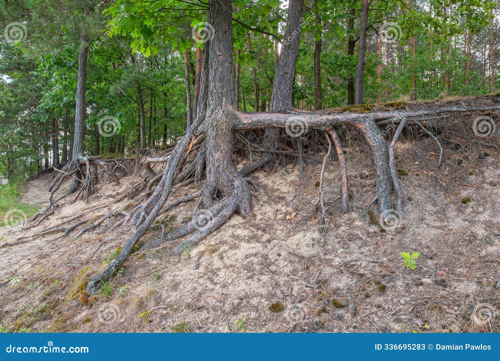 Exposed Pine Tree Roots. Amazing Forest Landscape Stock Image - Image ...