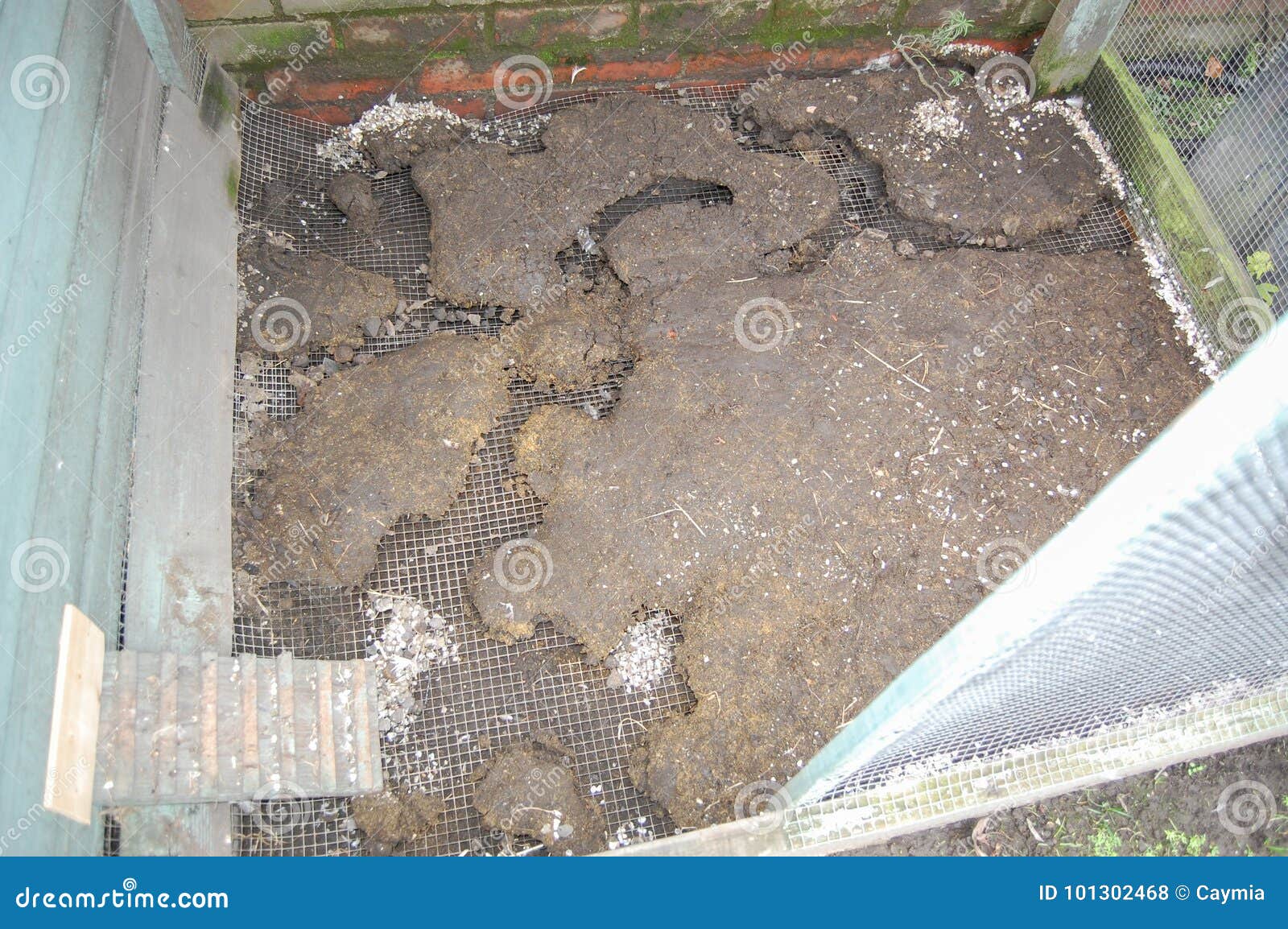 Exposed Rat Runs Under Aviary Weld Mesh Flooring Stock Photo - Image of ...