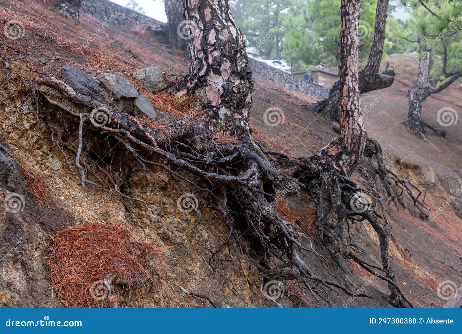 Exposed root of a pine stock photo. Image of plant, forest - 297300380
