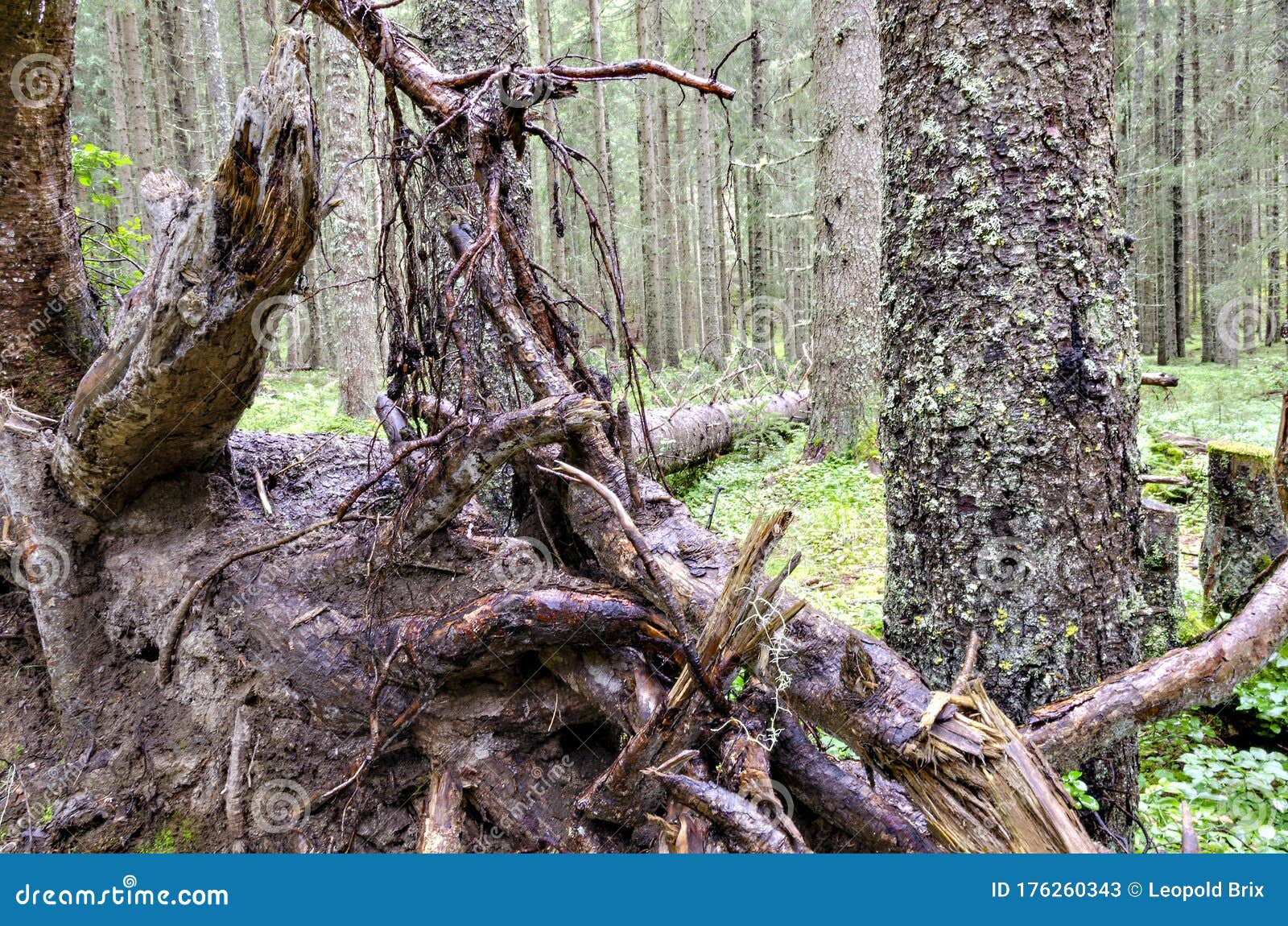 The Exposed Root System Of A Oak Tree With Its Roots Exposed, On Epping ...
