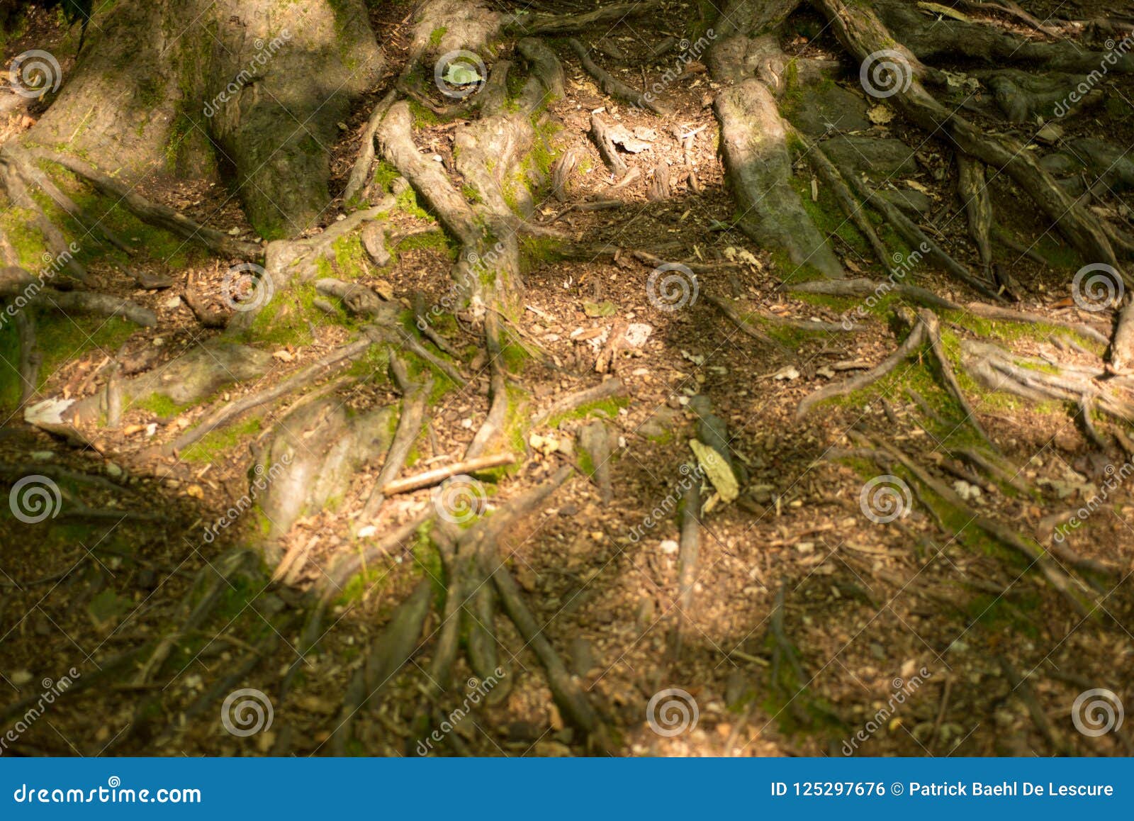 The Exposed Root System Of A Oak Tree With Its Roots Exposed, On Epping ...