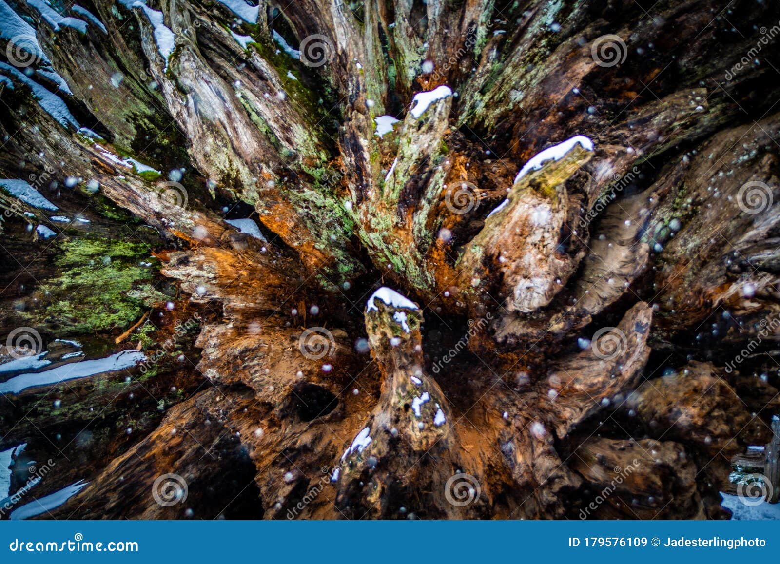 Sequoia Root. Wood Texture. Mahogany Root Texture. High Resolution ...