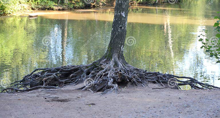 Exposed Root System of a Tree on the River Bank Stock Image - Image of ...