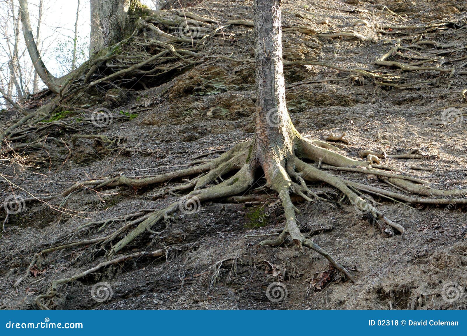 Exposed roots stock photo. Image of feed, ancient, trees - 2318