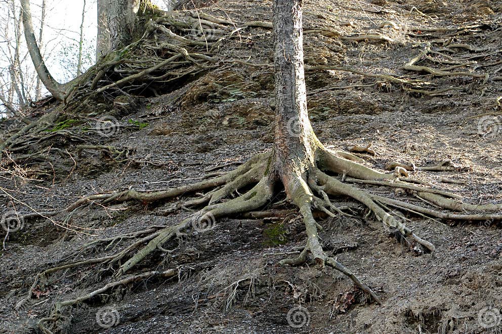 Exposed roots stock photo. Image of feed, ancient, trees - 2318