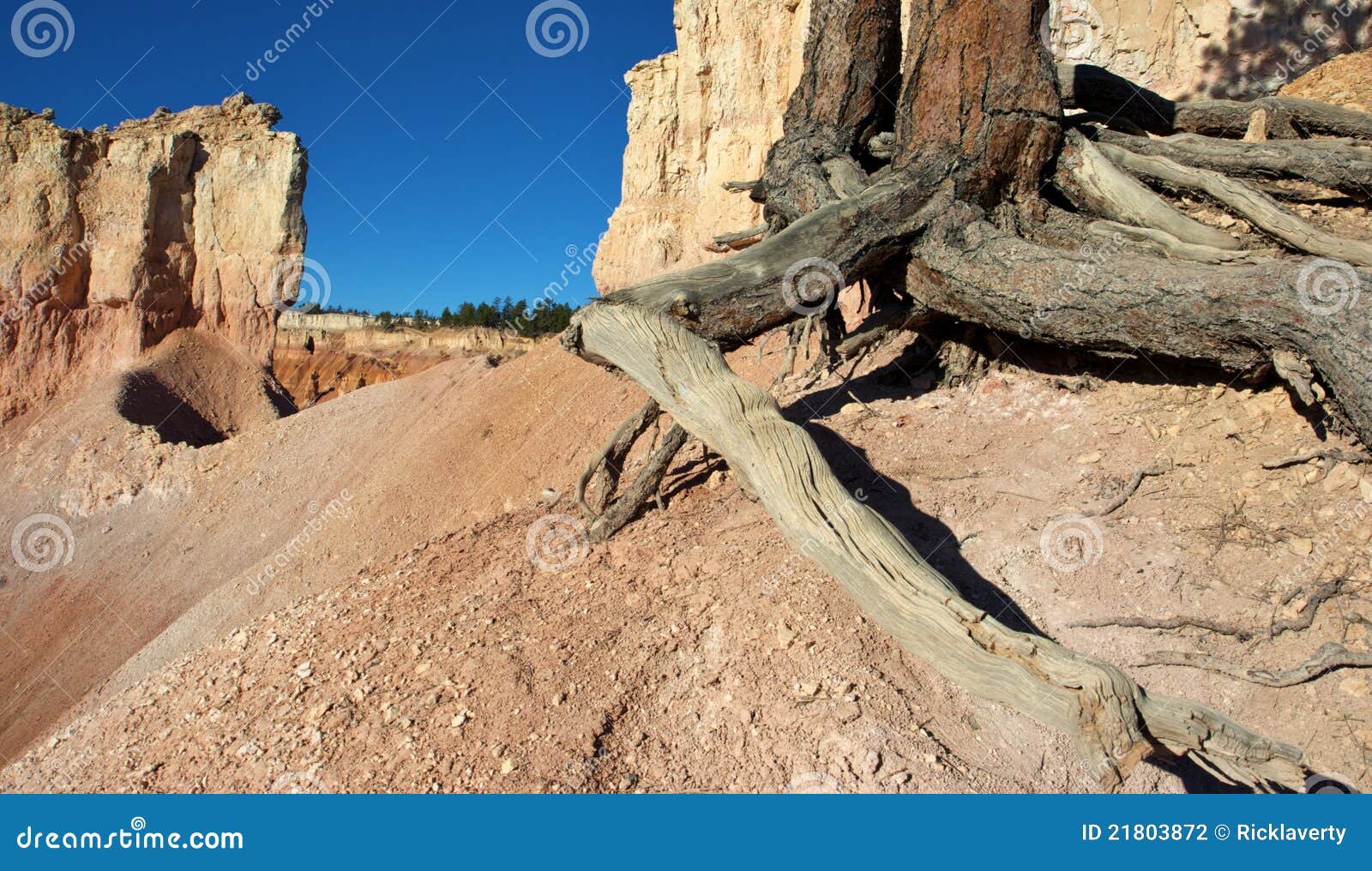 Exposed Roots Of Pine Tree Clinging To Ground Big Rock Stock ...