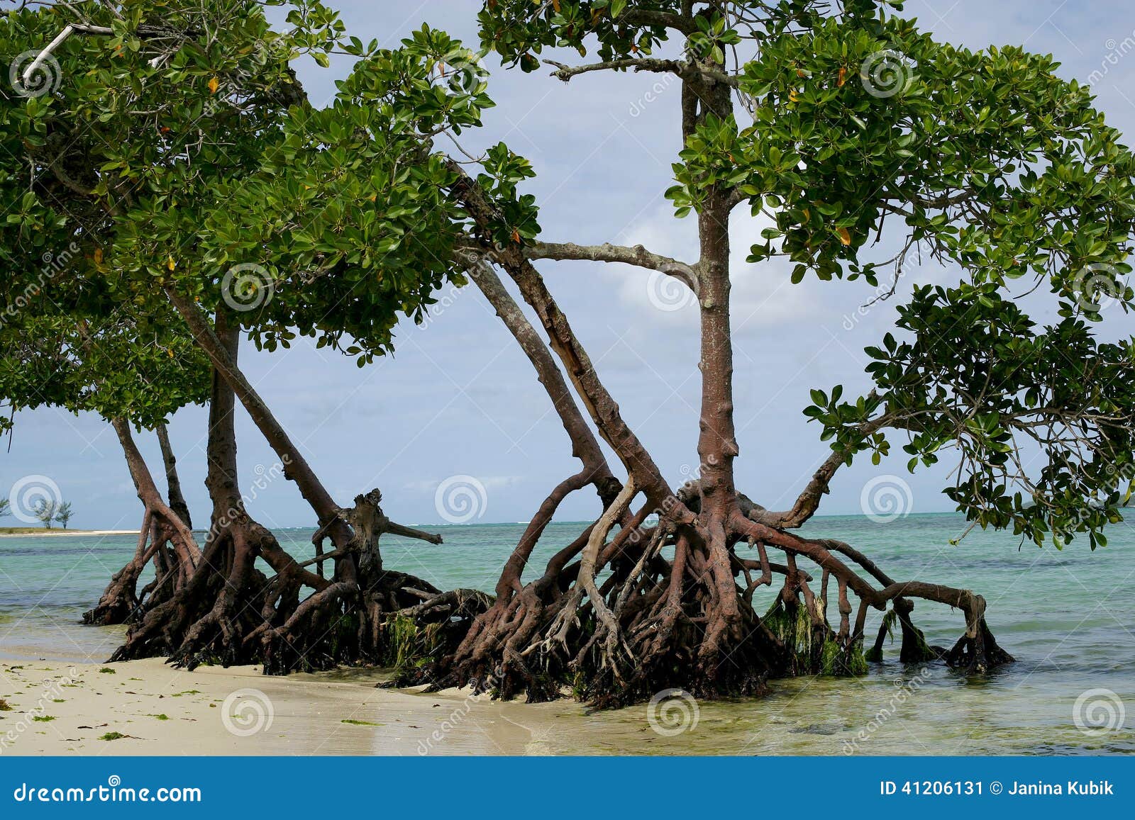 Exposed Roots of Flooded Trees Stock Image - Image of leaf, outside ...