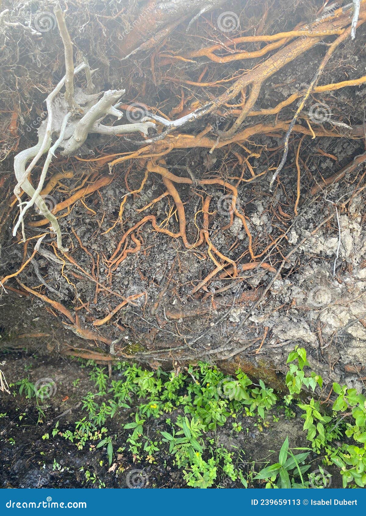 Visible Roots on a Fallen Tree Stock Image - Image of bark, natural ...
