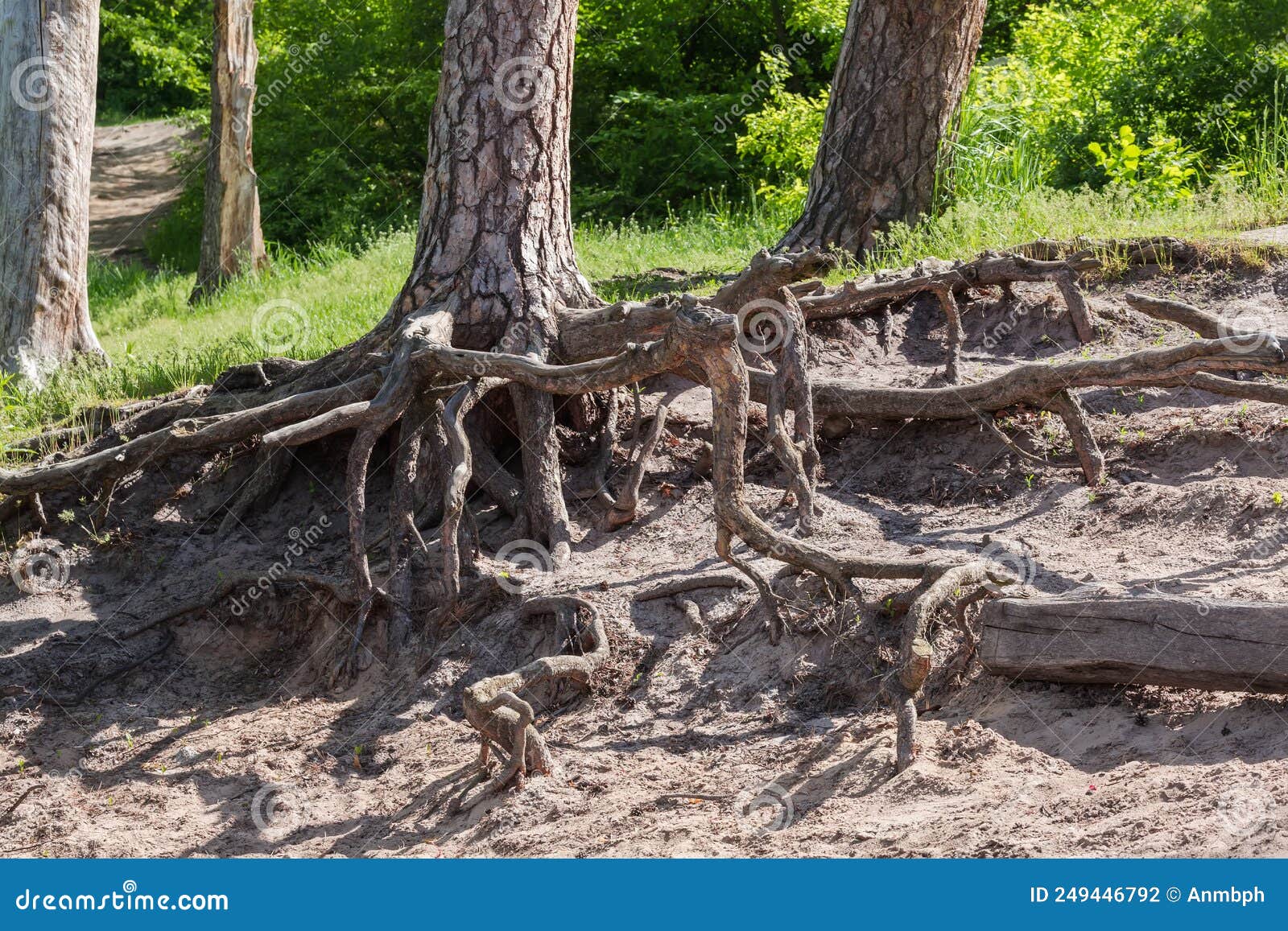 Exposed Roots of the Old Pine Tree on Sandy Slope Stock Photo - Image ...