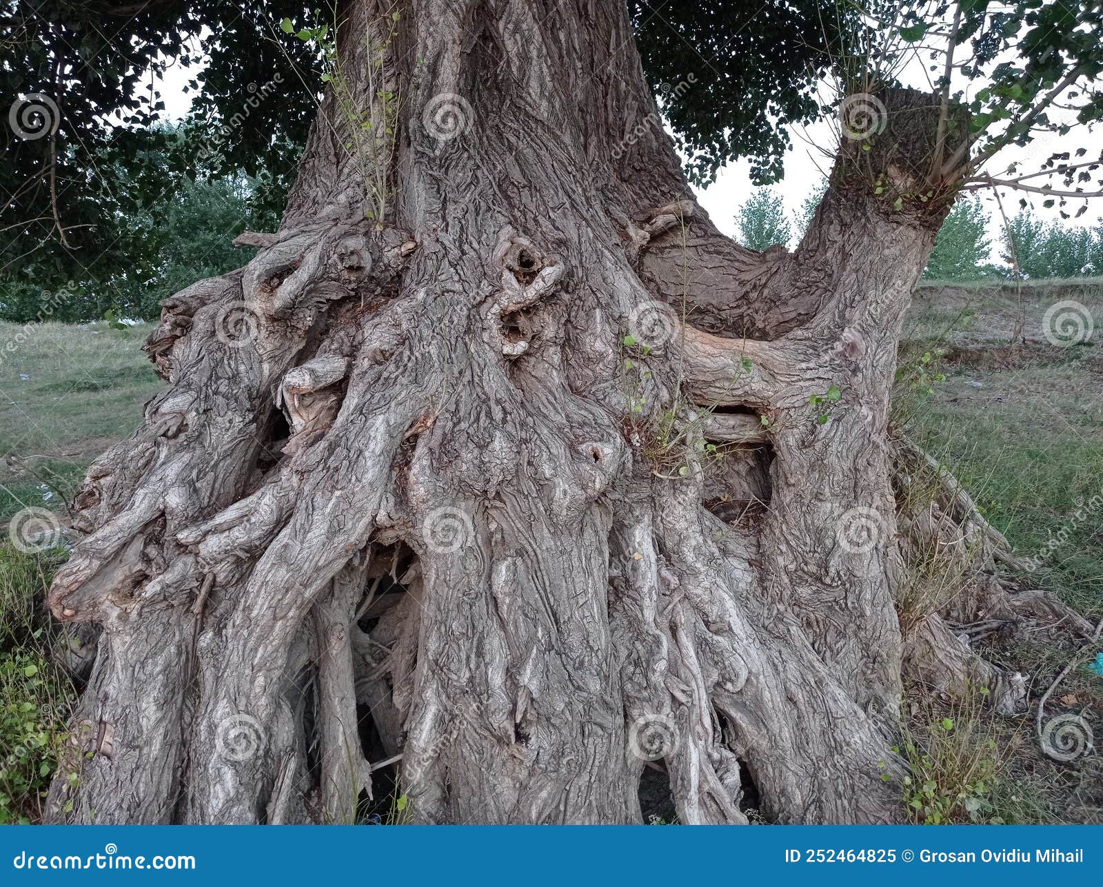 Exposed Roots from an Old Tree Stock Image - Image of nature, grey ...
