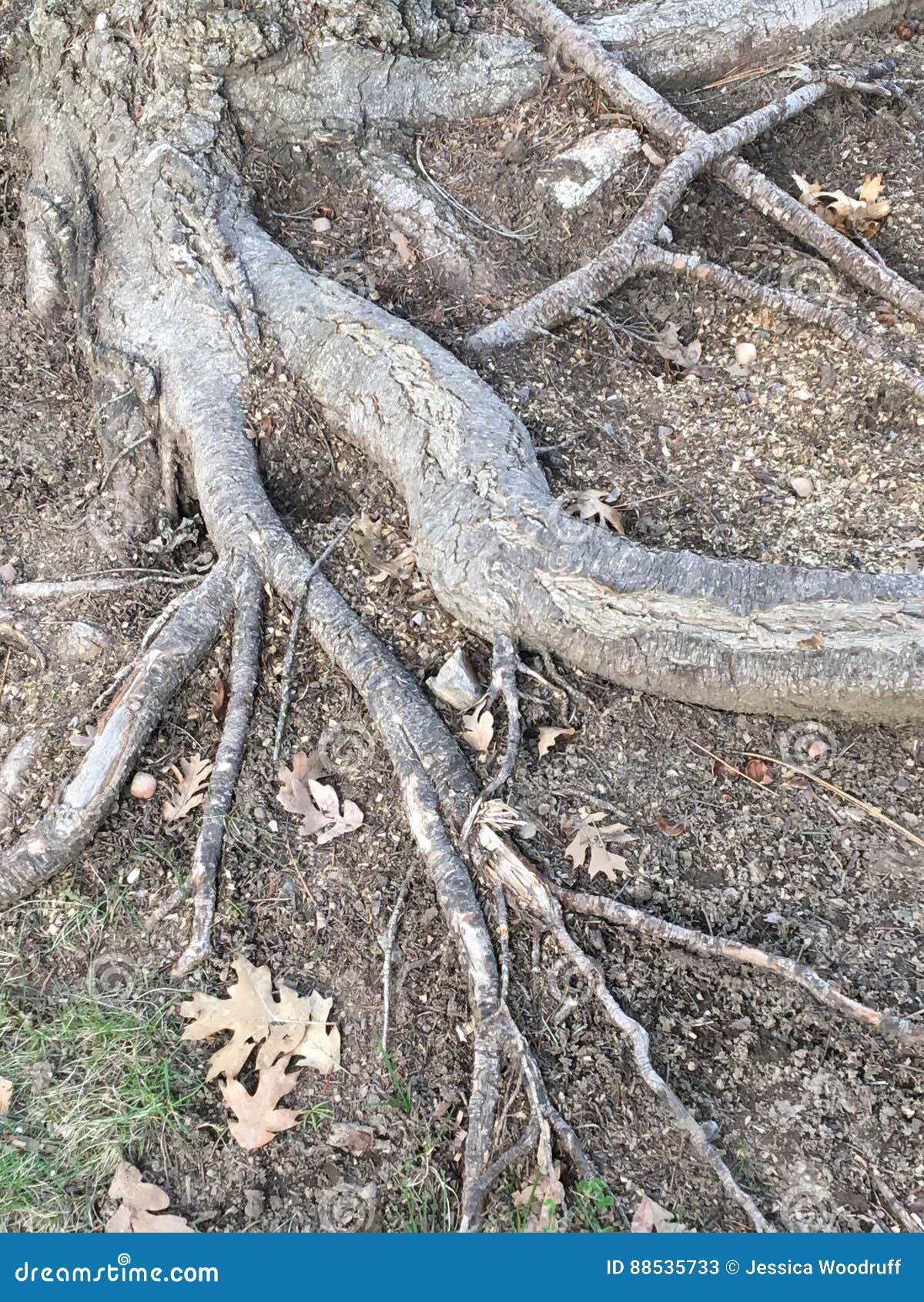 Exposed Roots stock image. Image of ground, tree, pine - 88535733