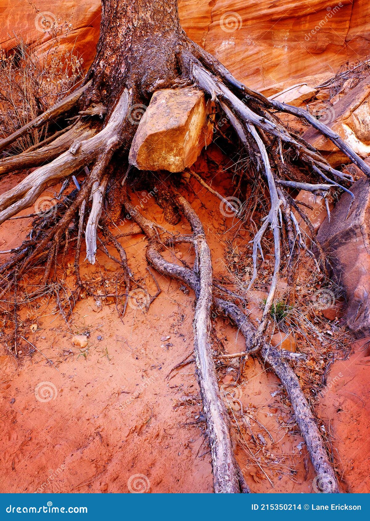 Exposed Roots of Pine Tree Clinging To Ground Big Rock Stock Photo ...