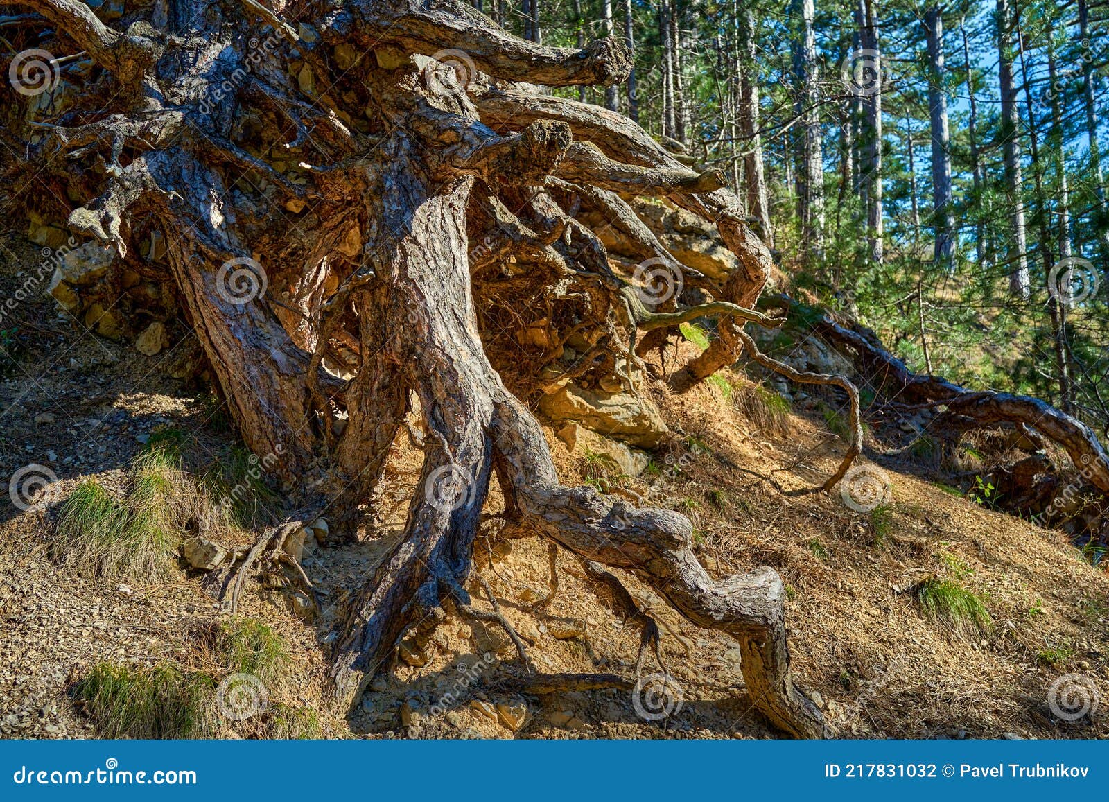 Exposed Roots of a Pine Tree Growing on Stones Stock Photo - Image of ...