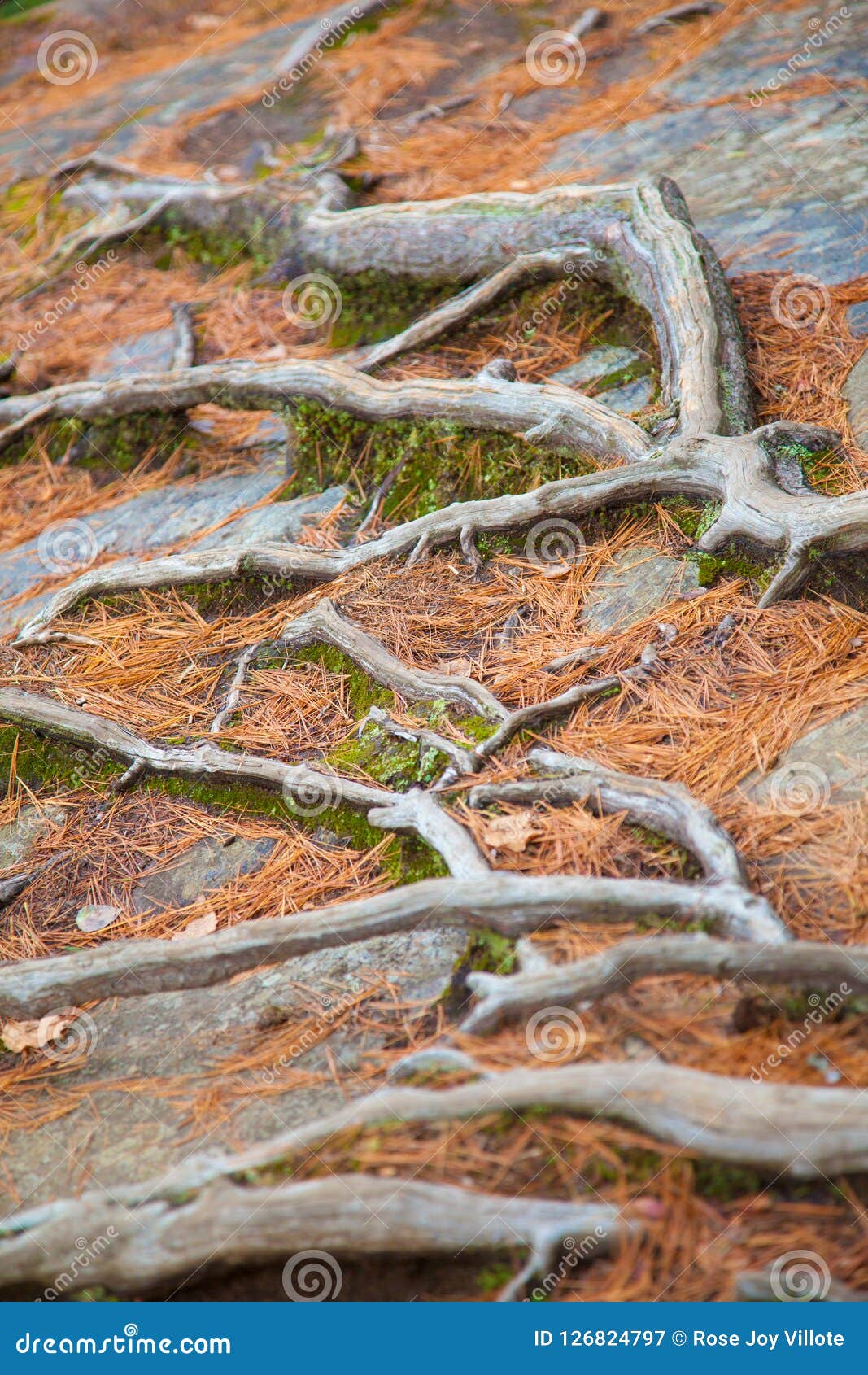 Exposed Roots Of Pine Tree Clinging To Ground Big Rock Stock ...