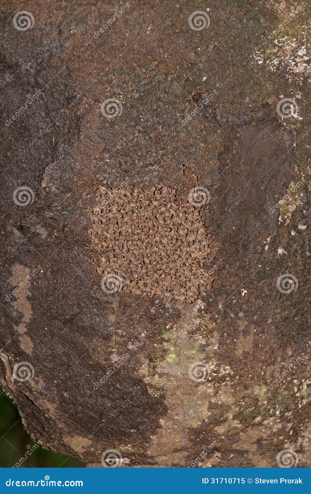 Exposed Section of a Termite Nest in a Rain Forest Stock Image - Image ...