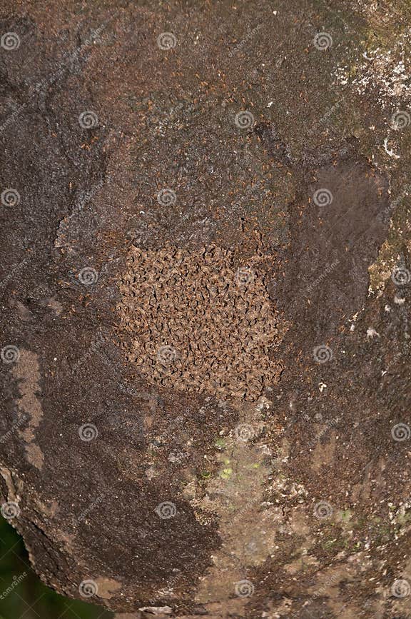 Exposed Section of a Termite Nest in a Rain Forest Stock Image - Image ...