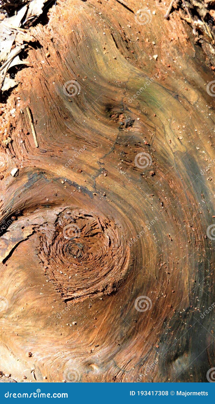 Exposed tree root detail stock photo. Image of root - 193417308