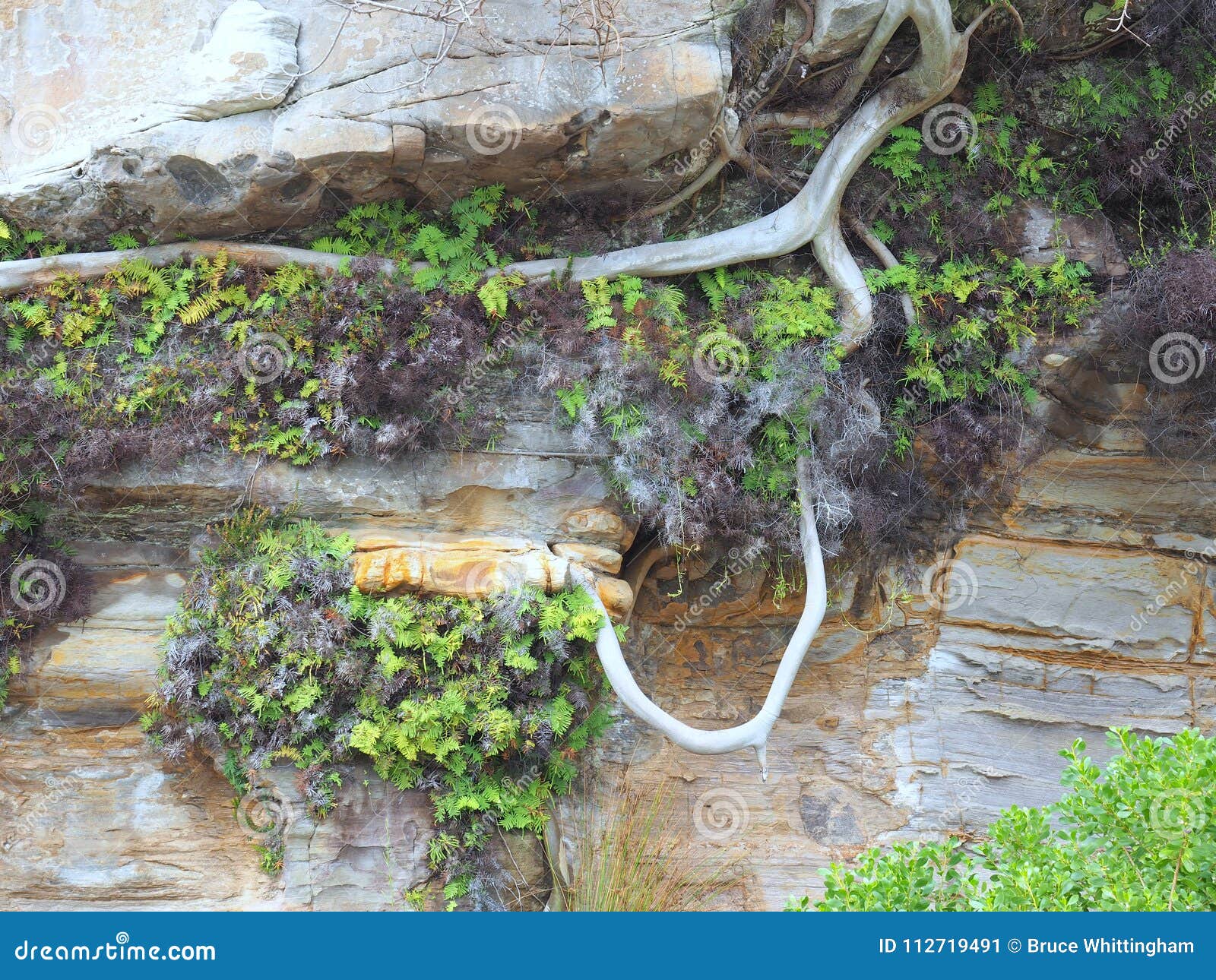 Exposed Tree Roots Due To Soil Erosion Stock Photography ... Exposed Tree Roots Due To Soil Erosion Stock Photography ...