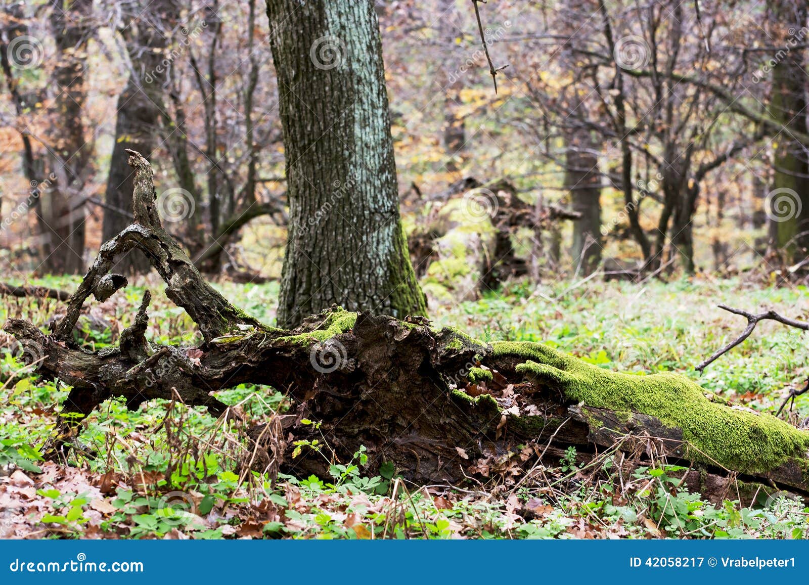 Exposed tree roots stock image. Image of roots, erosion - 42058217