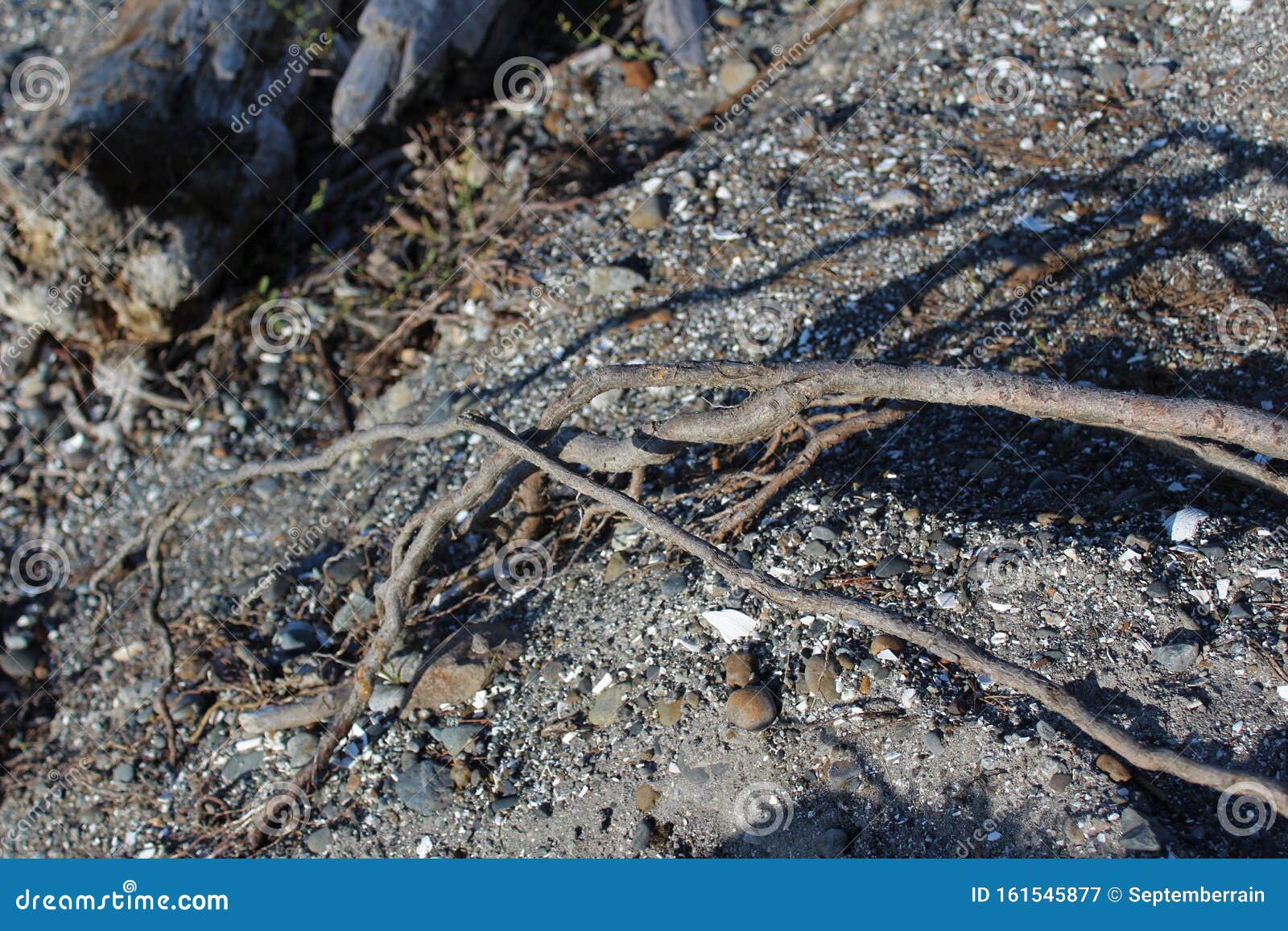 Exposed Tree Roots on the Beach Stock Image - Image of coastal, pebbles ...