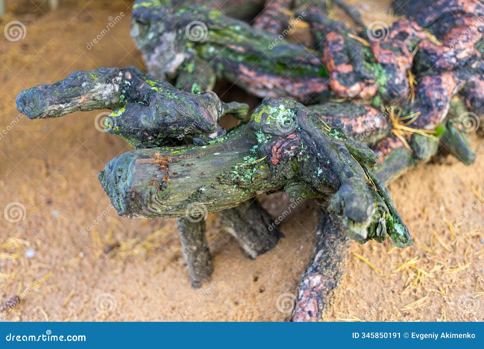 Exposed Tree Roots Covered with Moss Stock Image - Image of moss ...