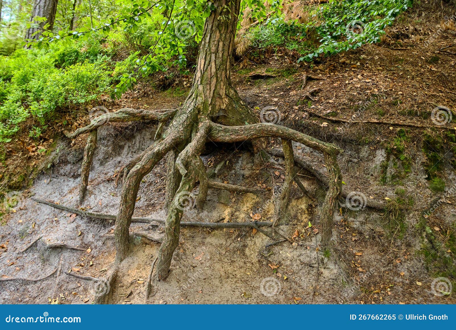 Exposed Tree Roots stock image. Image of grove, exposed - 267662265