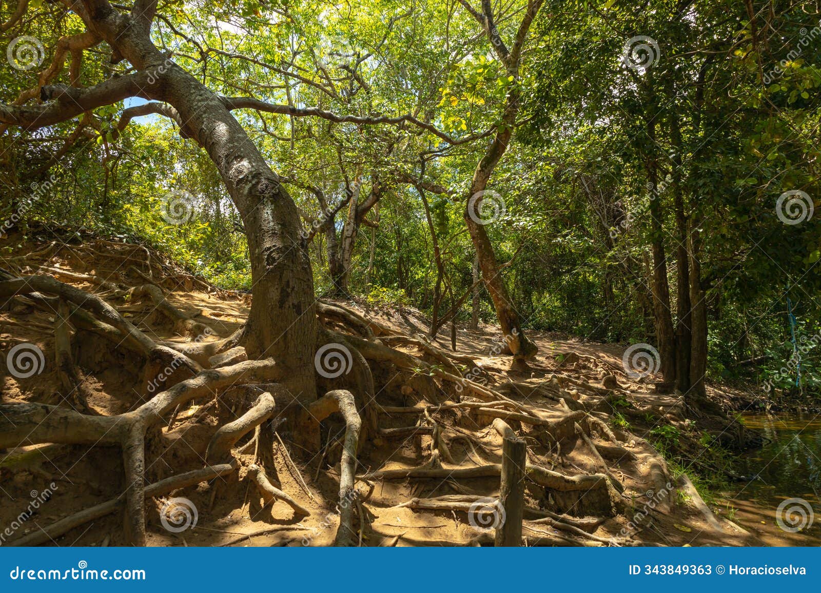Exposed Tree Roots in the Forest Stock Image - Image of aglow, beech ...