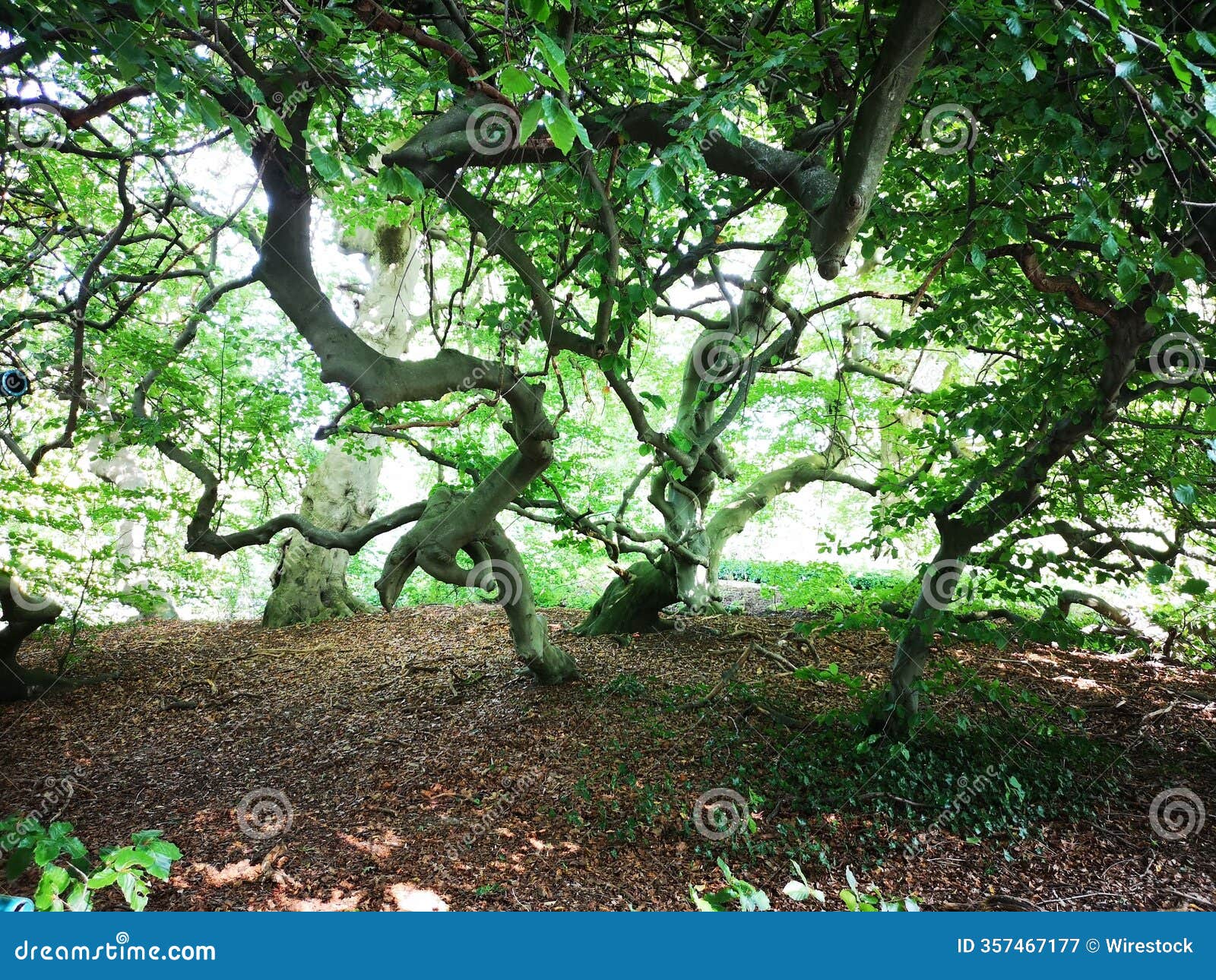 Exposed Tree Roots in Forest Stock Image - Image of plant, outdoors ...