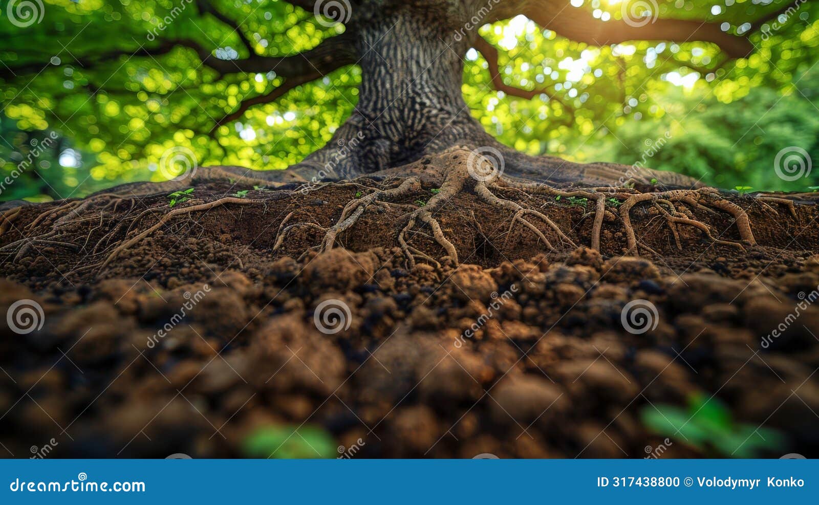 Exposed Tree Roots on a Forest Floor Stock Photo - Image of ...