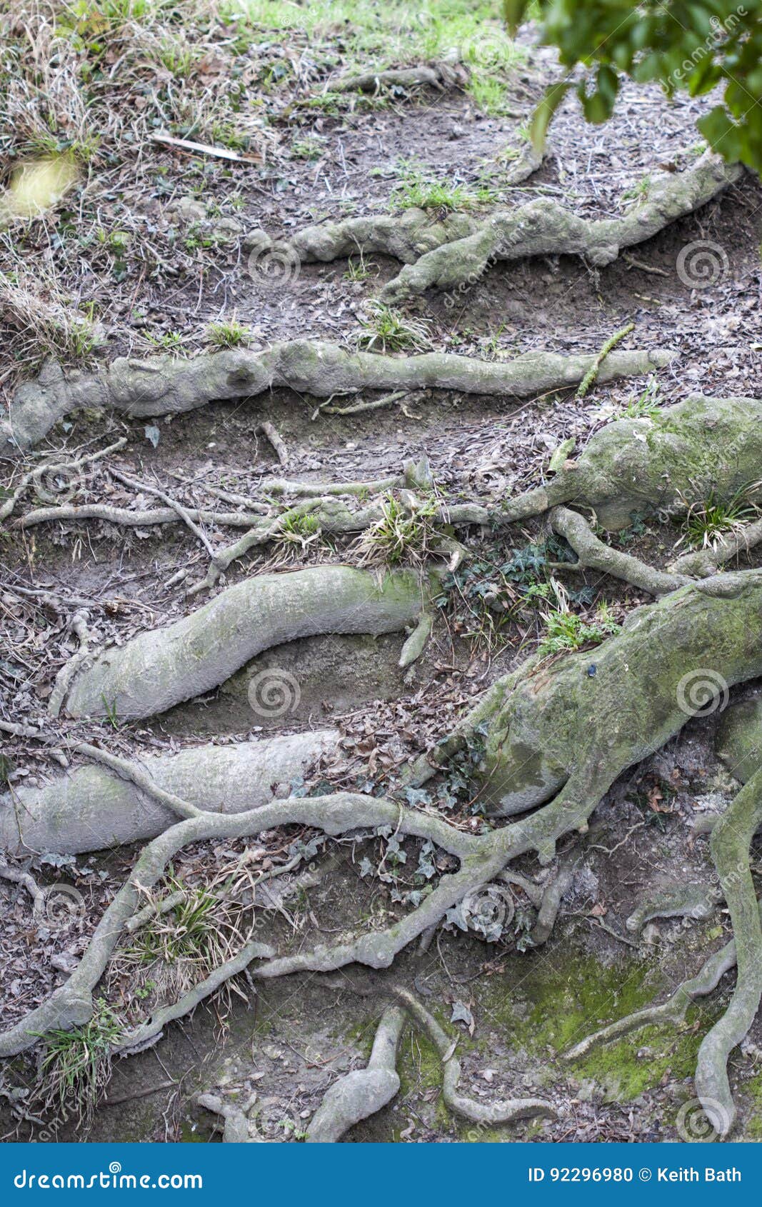 Exposed tree roots stock photo. Image of tree, elements - 92296980