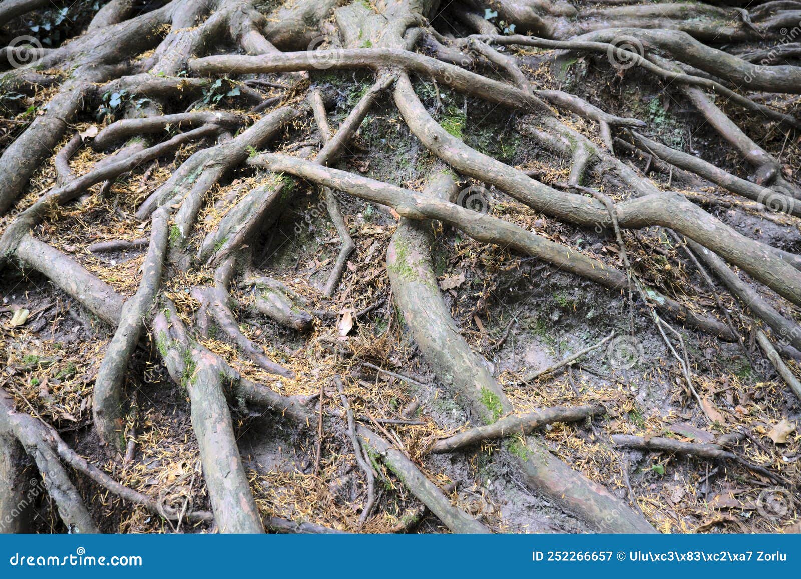 The Exposed Ground Surface Mine, In The Background Wall Bunk Down With ...