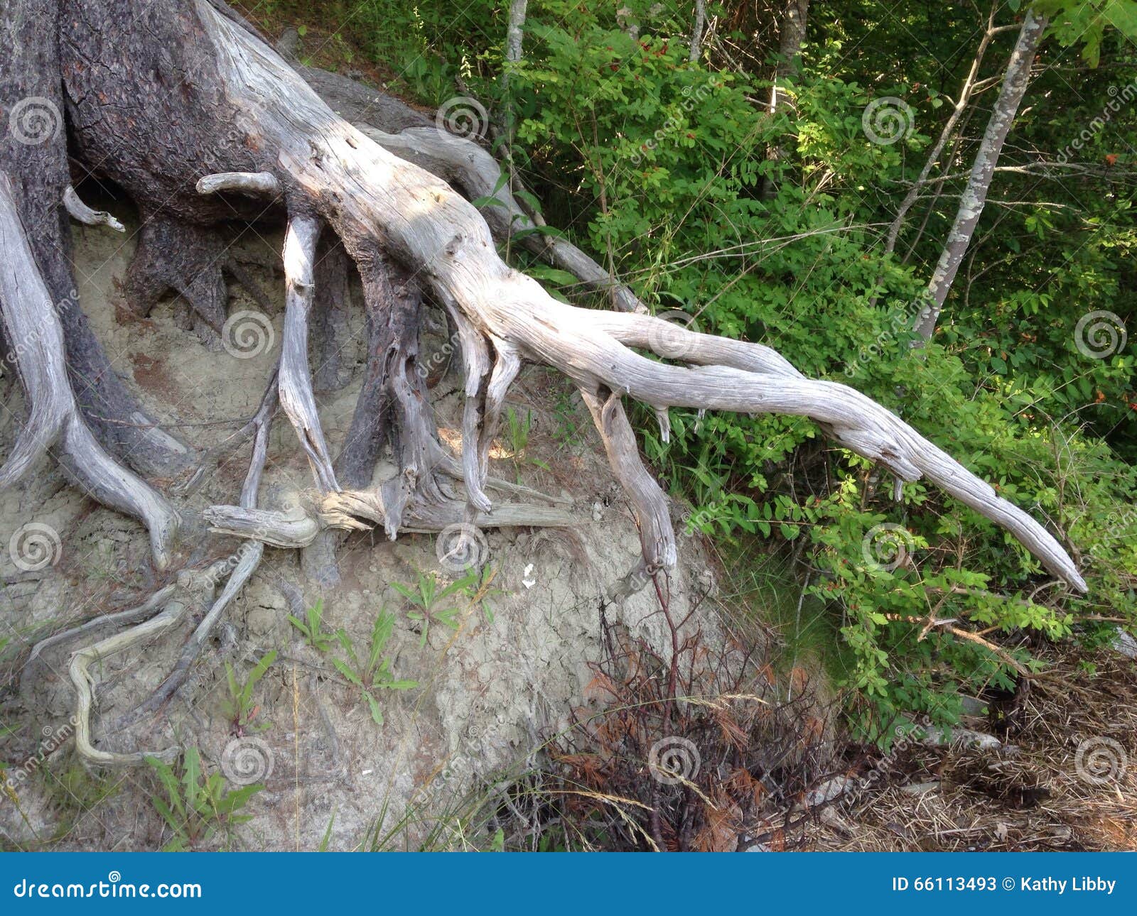 Exposed tree roots stock image. Image of tree, exposed - 66113493
