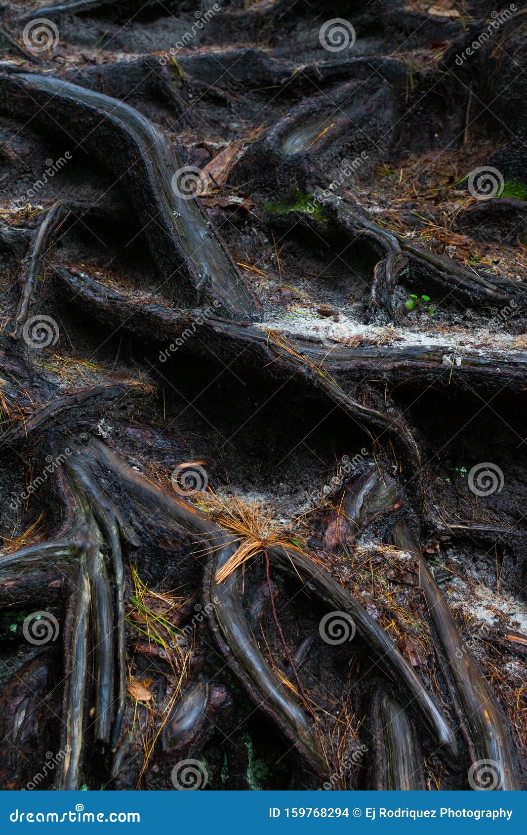 Exposed Tree Roots Due To Soil Erosion Stock Photography ... Exposed Tree Roots Due To Soil Erosion Stock Photography ...